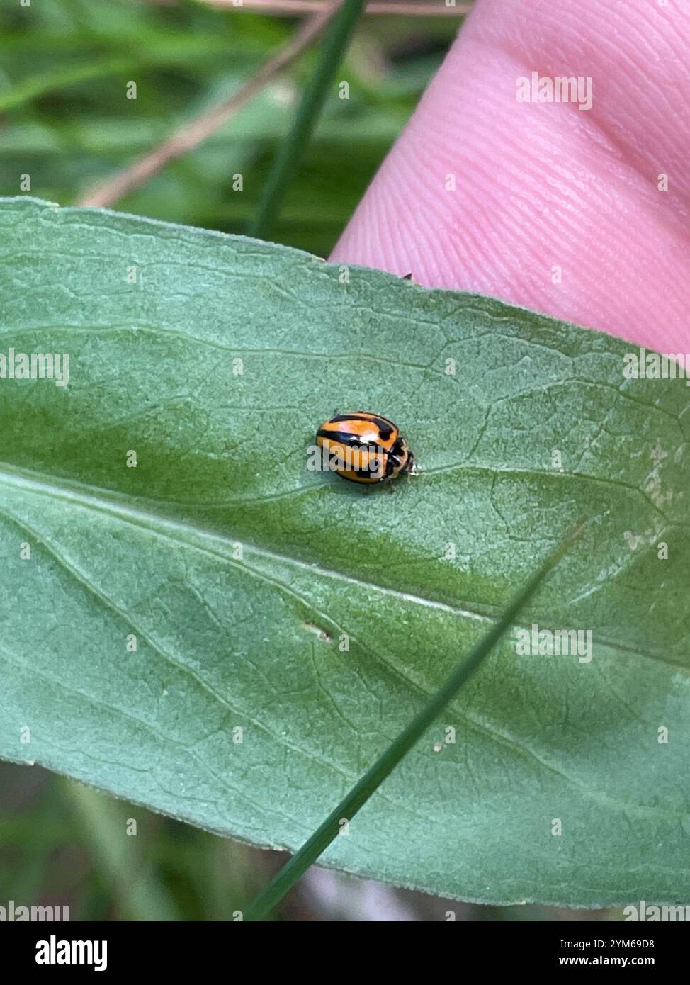 Striped Ladybird (Micraspis frenata Stock Photo - Alamy