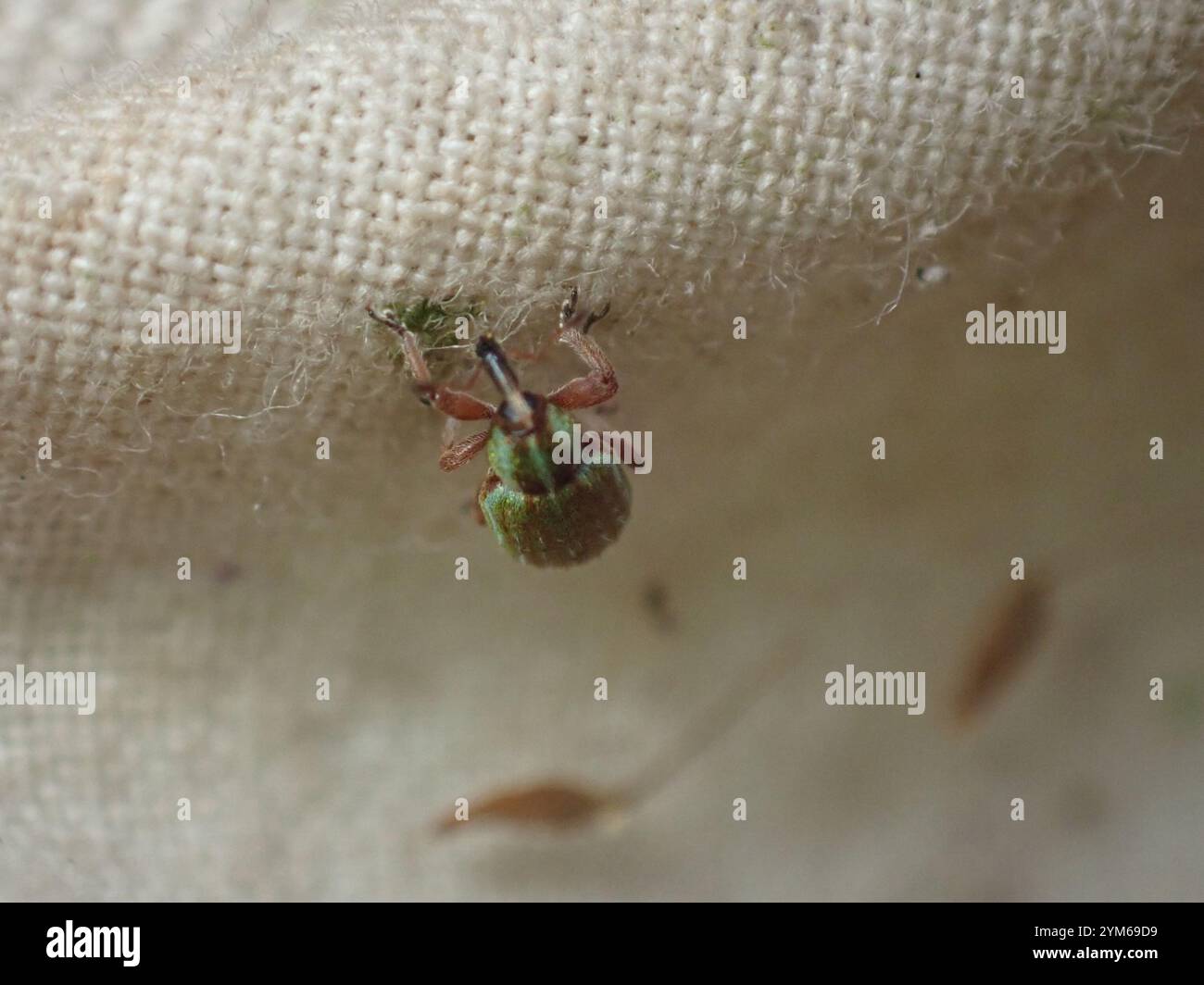 Black-beaked green weevil (Hypera nigrirostris Stock Photo - Alamy