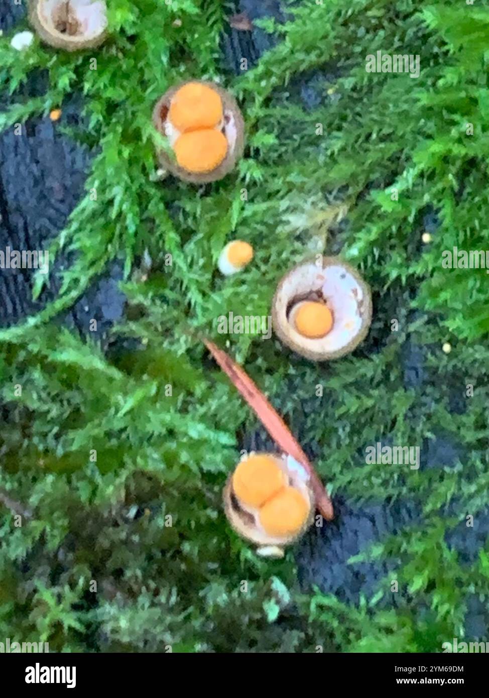 bird's nest fungi (Nidulariaceae Stock Photo - Alamy