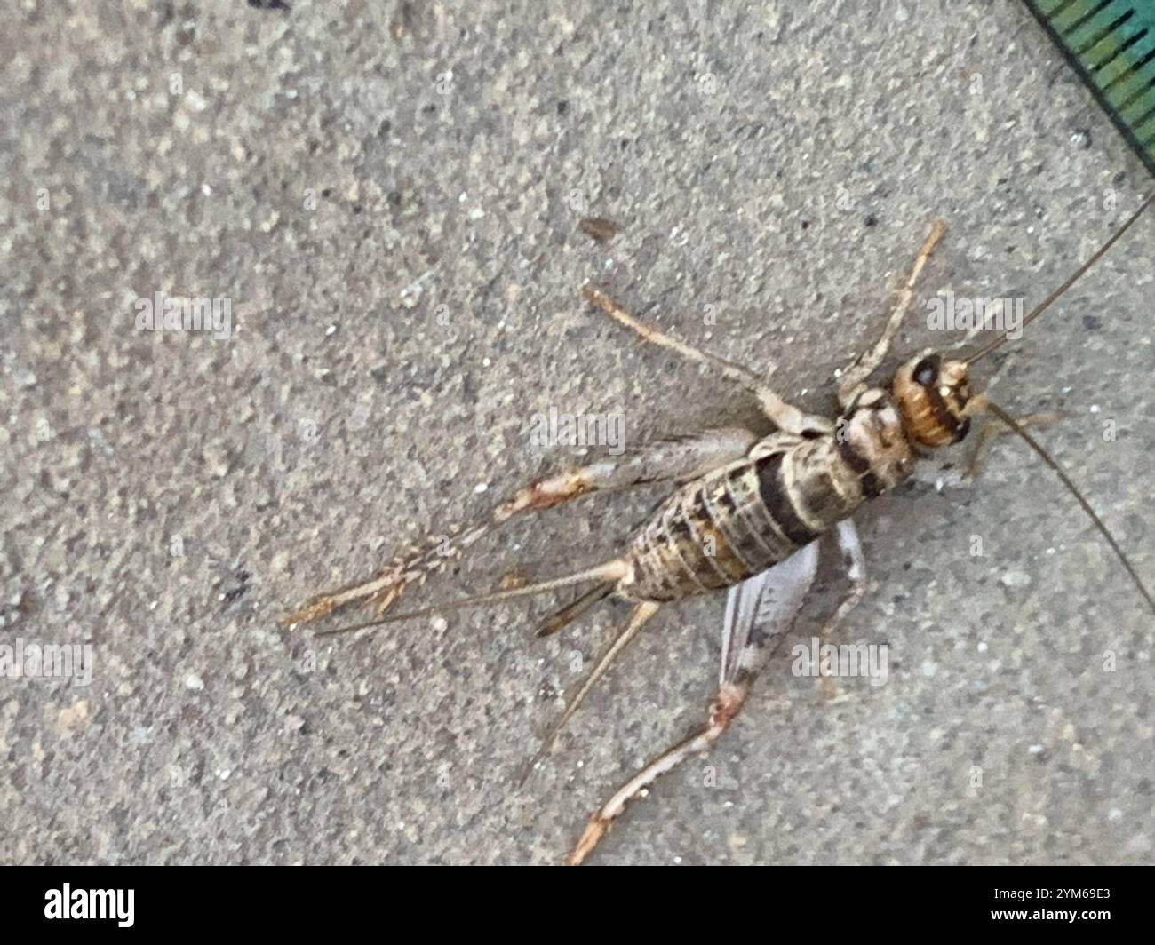 Tropical house cricket hi-res stock photography and images - Alamy