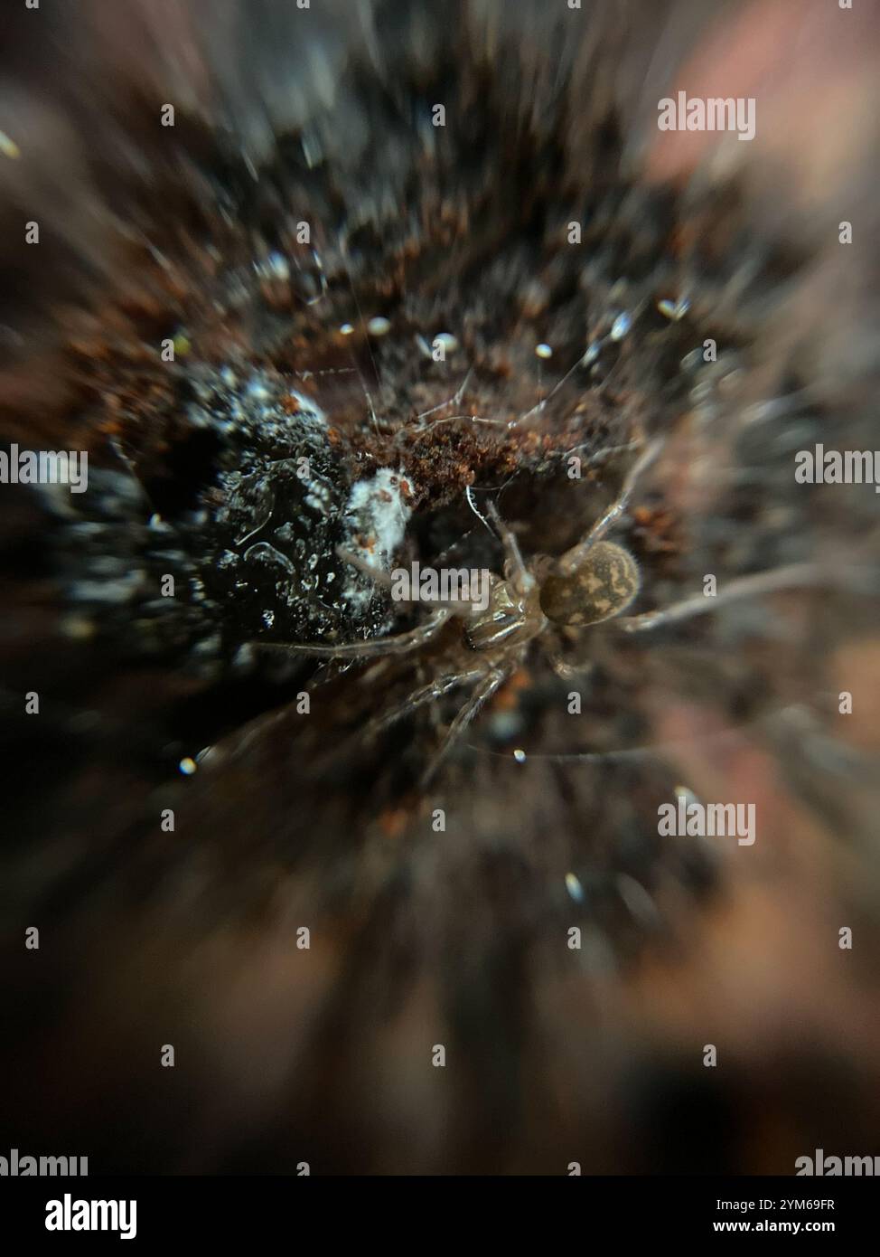 Claustrarius hi-res stock photography and images - Alamy