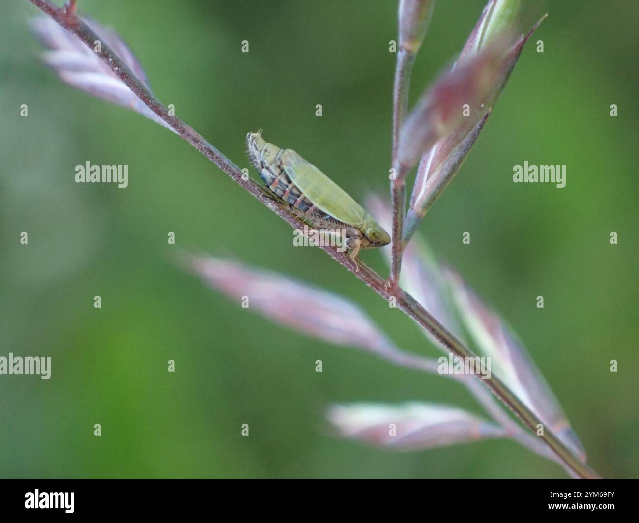 Typical Leafhoppers (Cicadellidae Stock Photo - Alamy