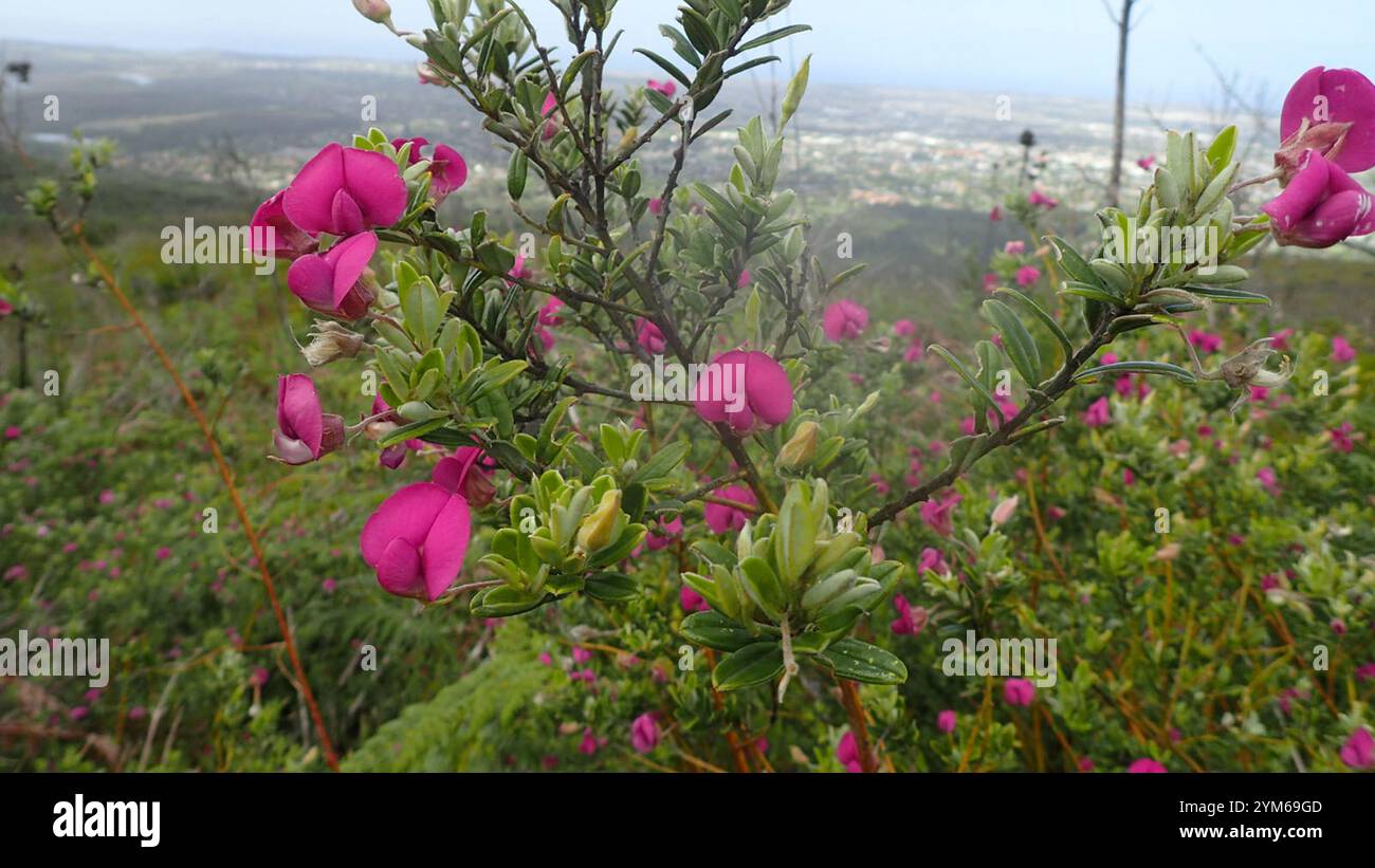 Box Capesweetpea (Podalyria buxifolia Stock Photo - Alamy