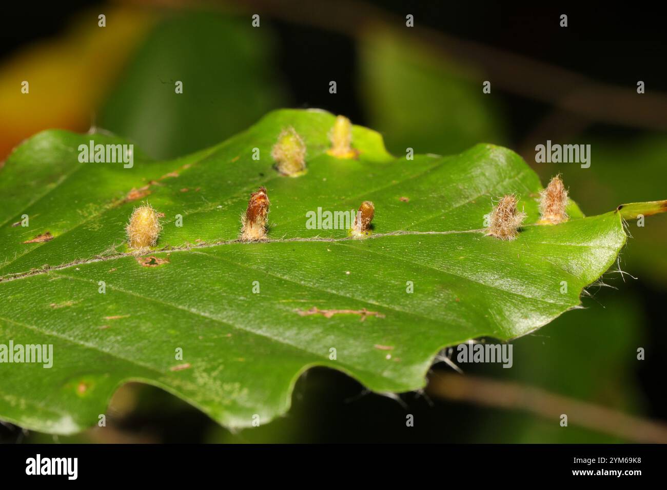 Hairy beech gall hi-res stock photography and images - Alamy