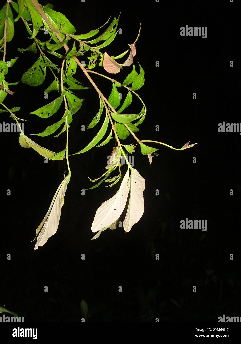 São Tomé Giant Treefrog (Hyperolius thomensis Stock Photo - Alamy