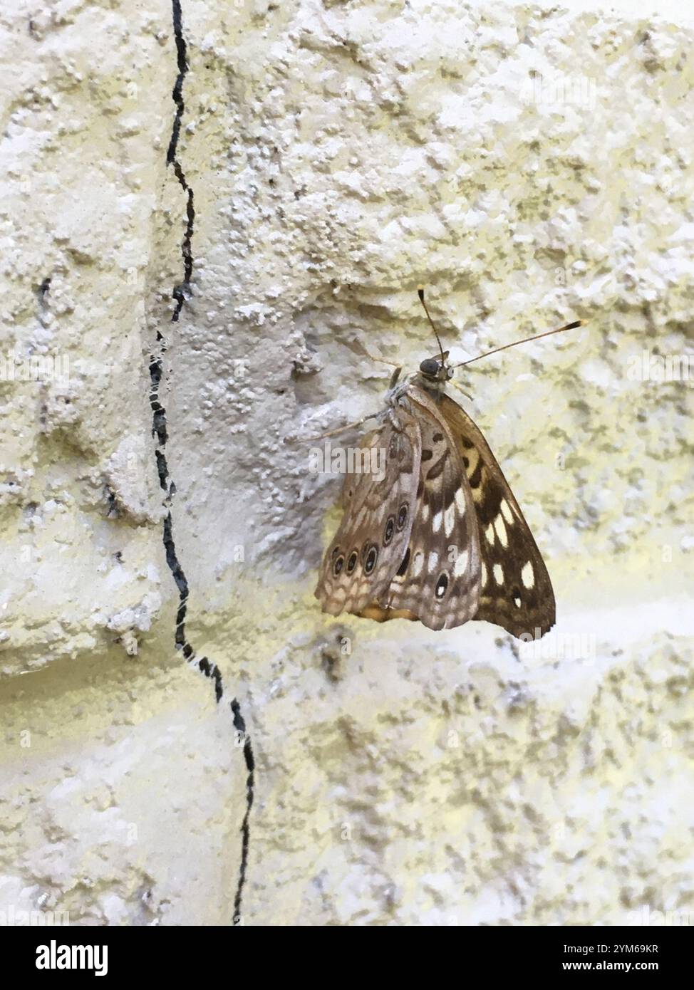 Hackberry Emperor (Asterocampa celtis Stock Photo - Alamy