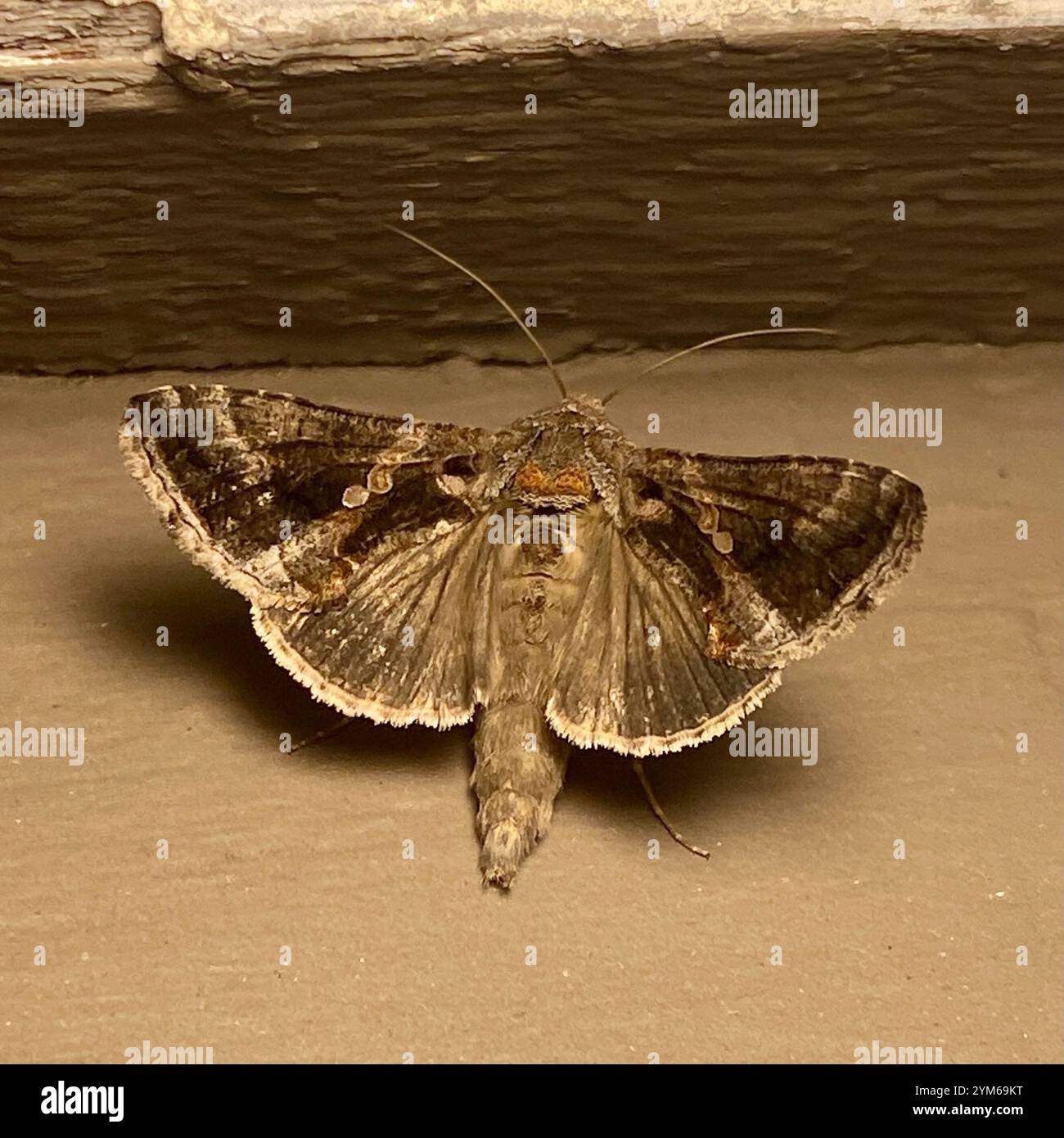 Trichoplusia ni hi-res stock photography and images - Alamy