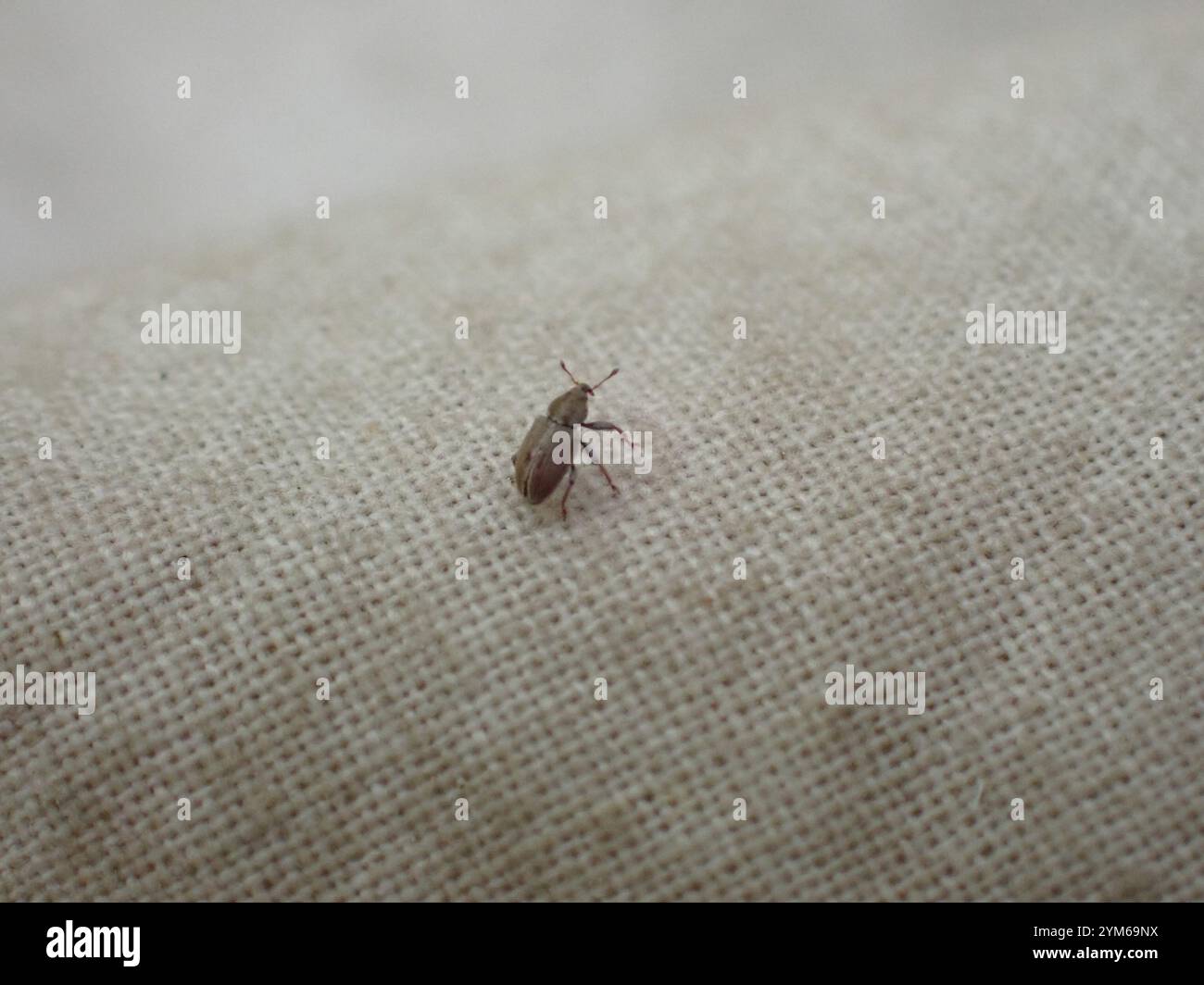 Snout and Bark Beetles (Curculionoidea Stock Photo - Alamy