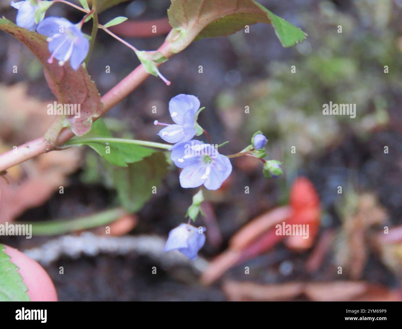 American brooklime hi-res stock photography and images - Alamy