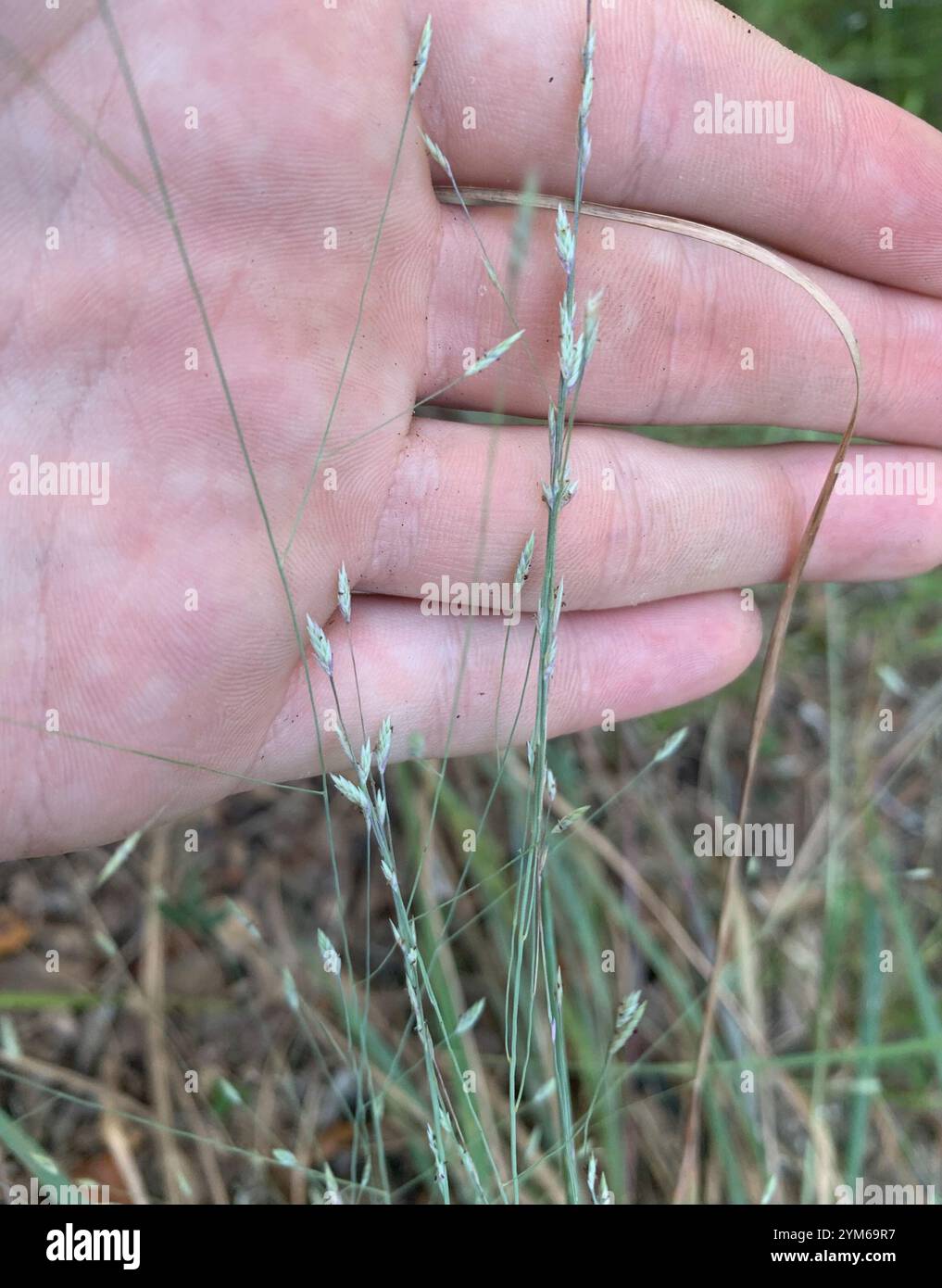 Elliott's lovegrass (Eragrostis elliottii Stock Photo - Alamy