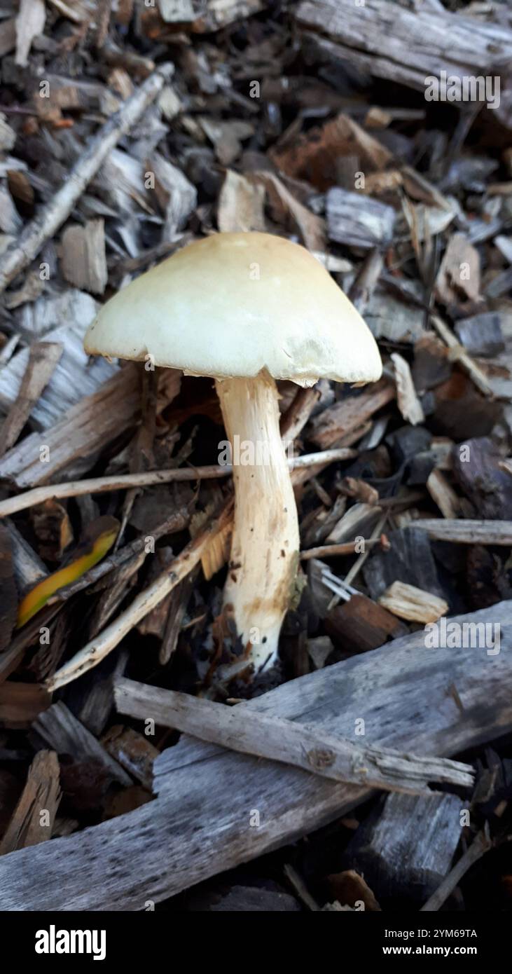 Mulch Fieldcap (Agrocybe putaminum Stock Photo - Alamy