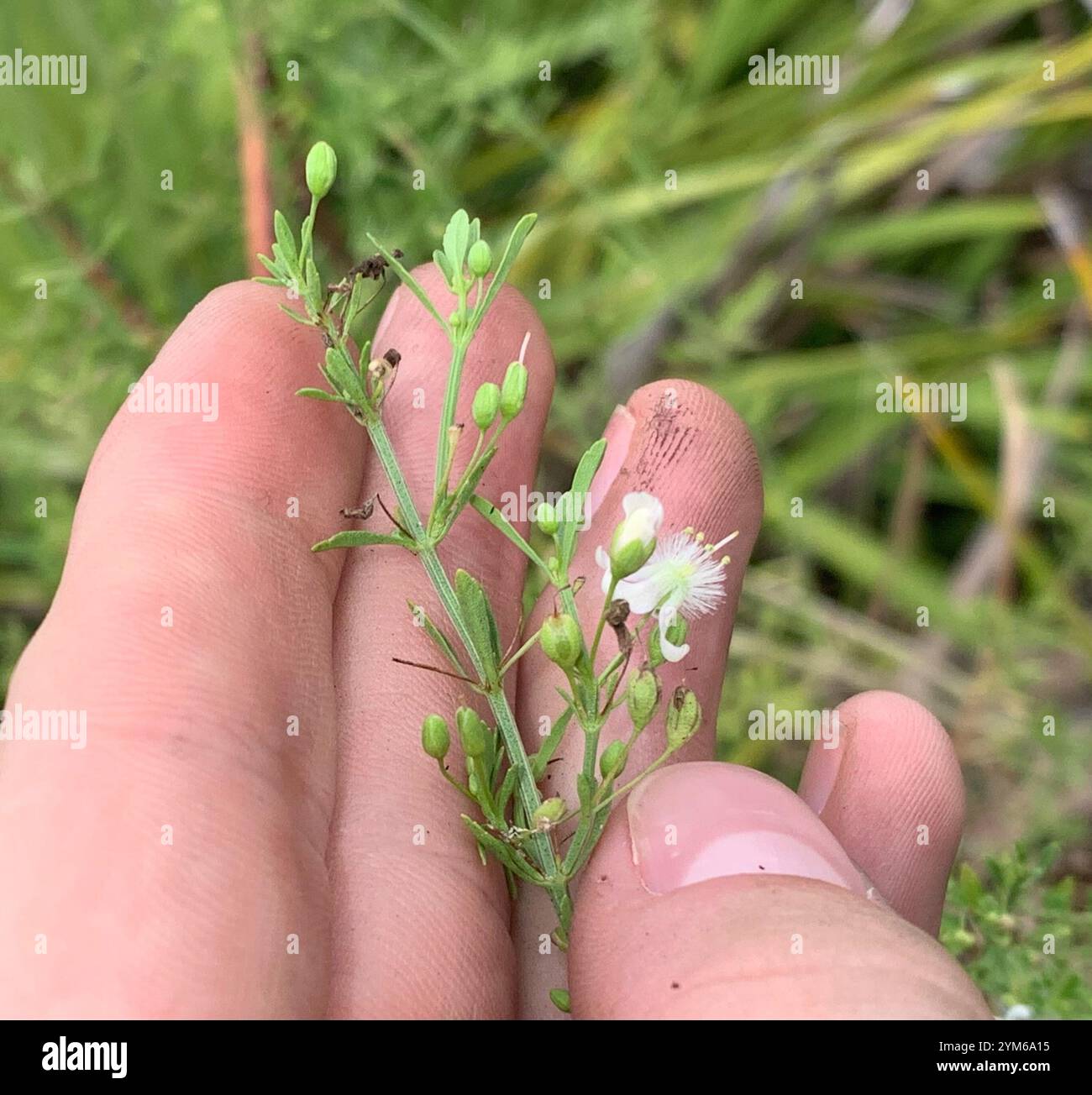 licorice weed (Scoparia dulcis Stock Photo - Alamy