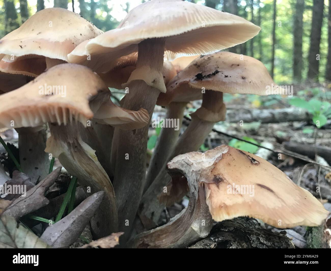 honey mushrooms (Armillaria Stock Photo - Alamy