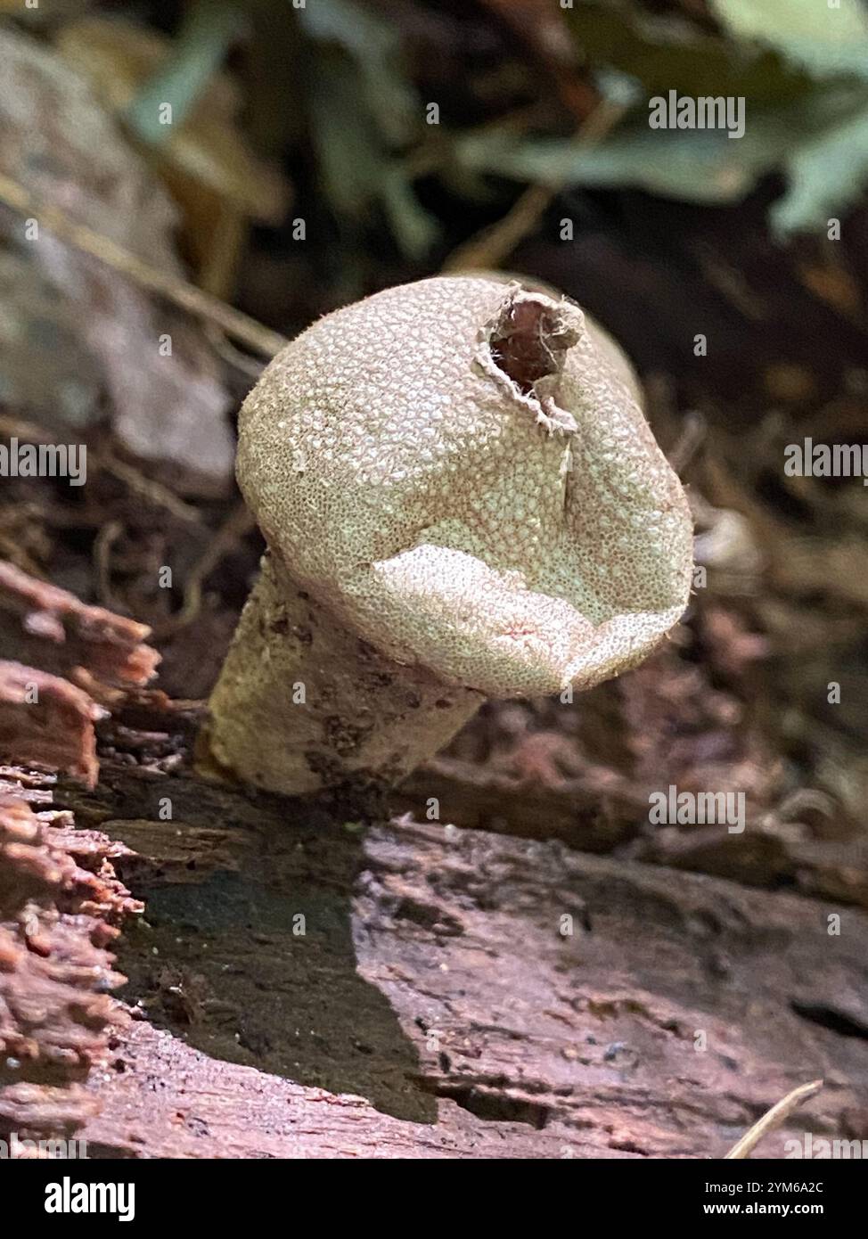 Pear-shaped Puffball (Apioperdon pyriforme Stock Photo - Alamy