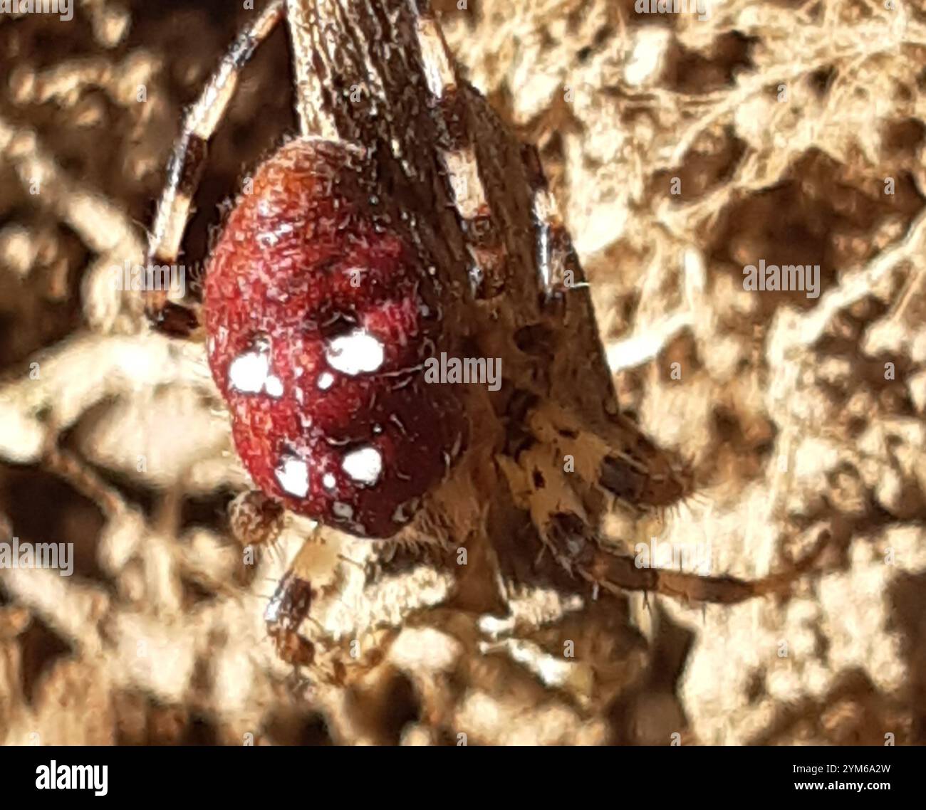Four-spot Orbweaver (Araneus quadratus Stock Photo - Alamy