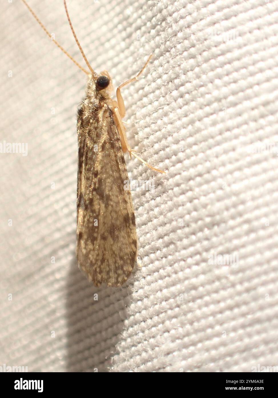 Tube Maker Caddisflies (Polycentropodidae Stock Photo - Alamy