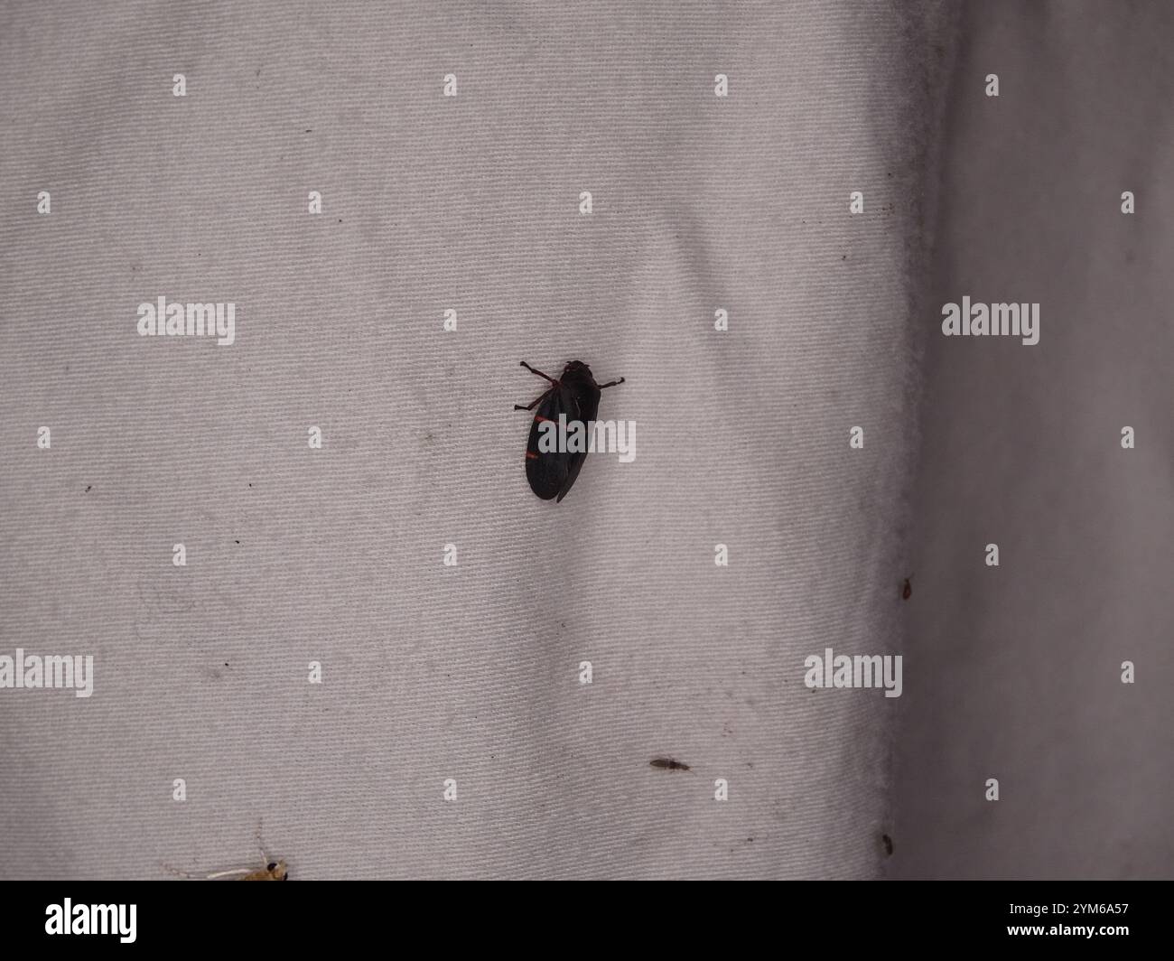 Two-lined Spittlebug (Prosapia bicincta Stock Photo - Alamy