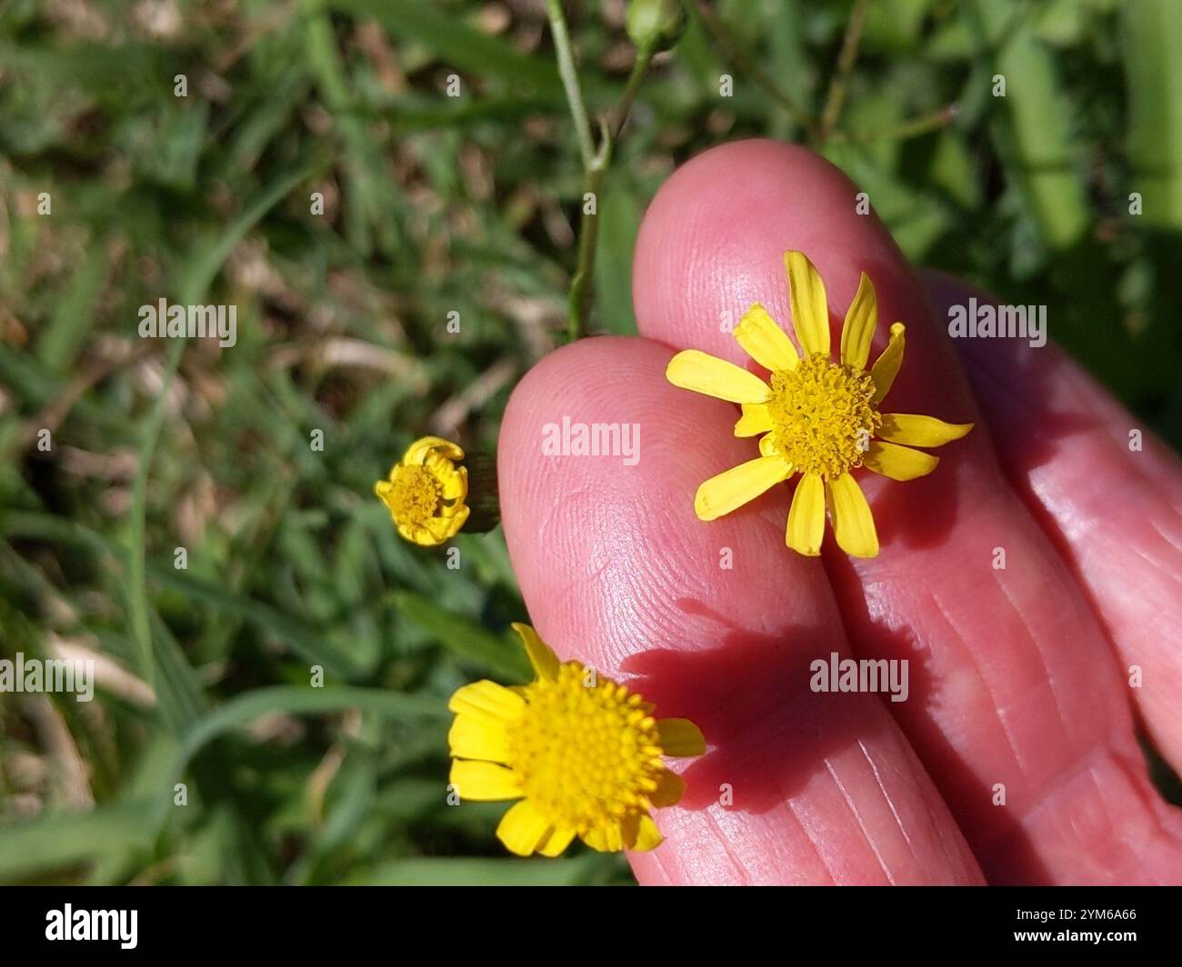 Senecio madagascariensis hi-res stock photography and images - Alamy