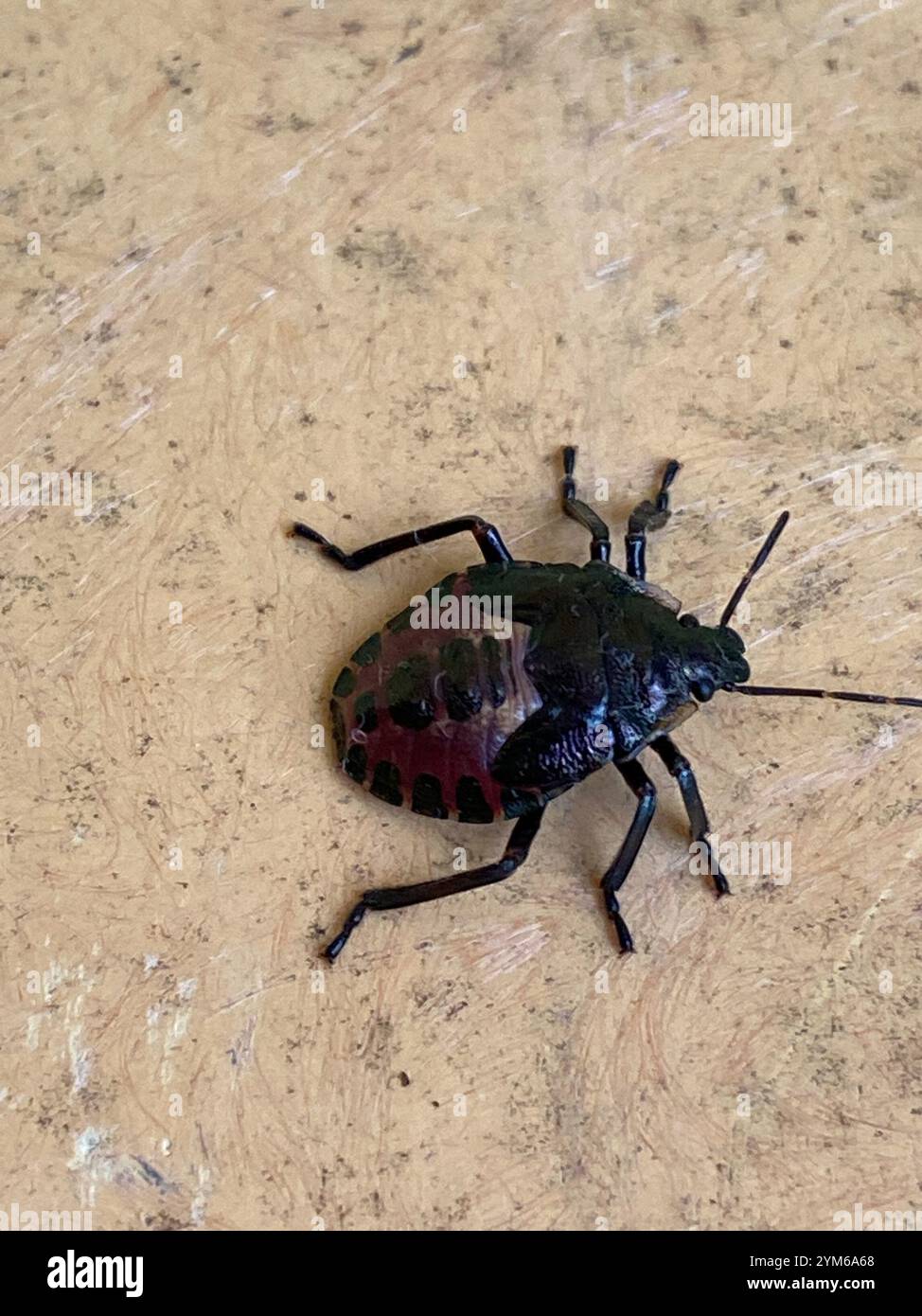 Spiny shield bug hi-res stock photography and images - Alamy