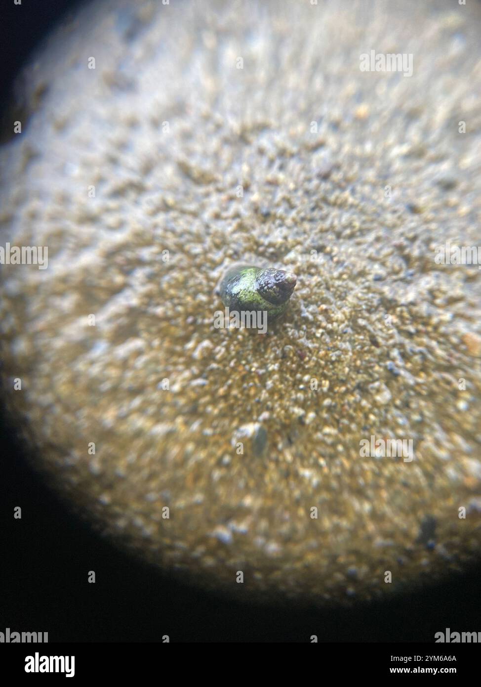 Littorina scutulata hi-res stock photography and images - Alamy