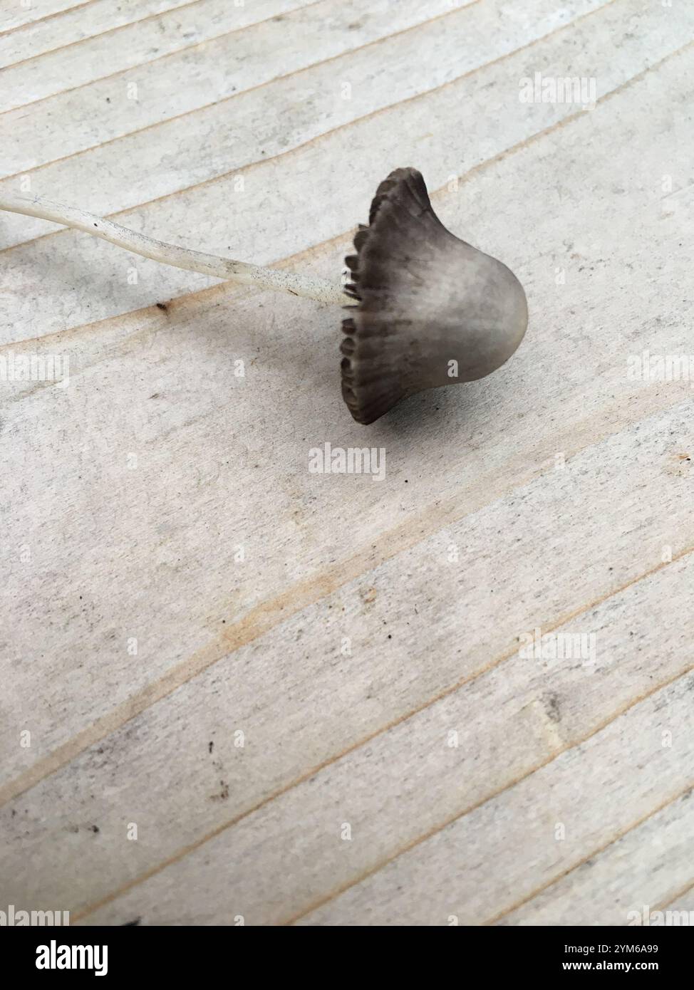 Mower's Mushroom (Panaeolus foenisecii Stock Photo - Alamy