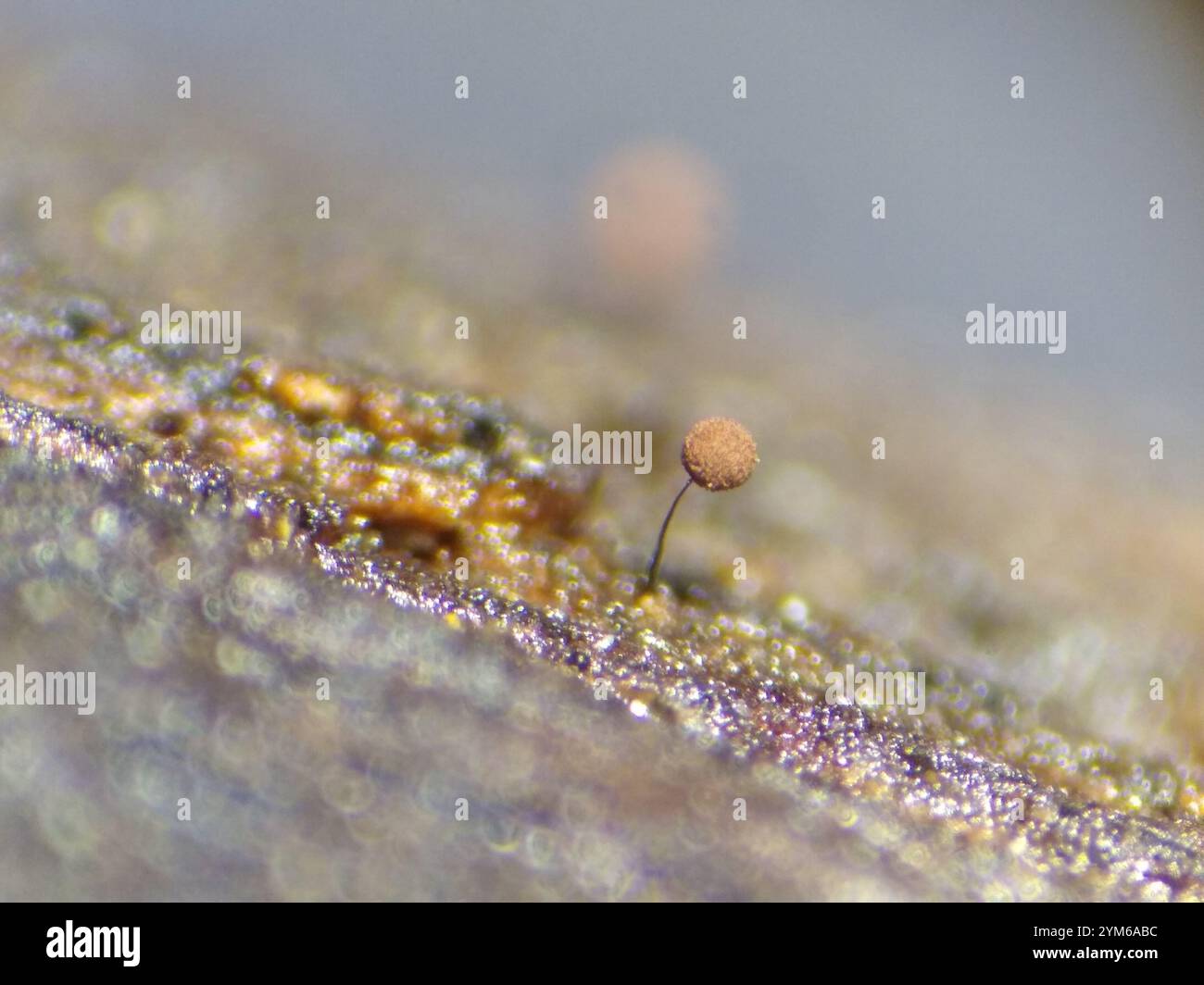 Comatricha elegans hi-res stock photography and images - Alamy
