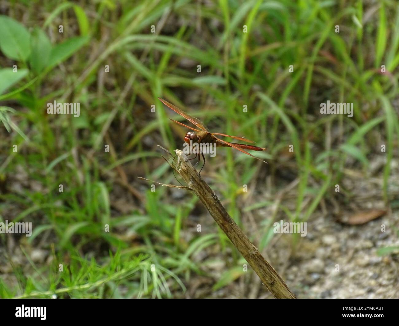 Golden winged skimmer hi-res stock photography and images - Alamy