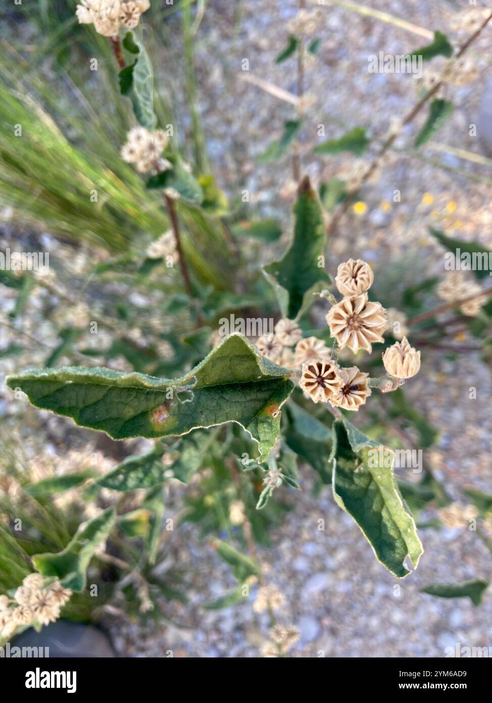 narrowleaf globemallow (Sphaeralcea angustifolia Stock Photo - Alamy
