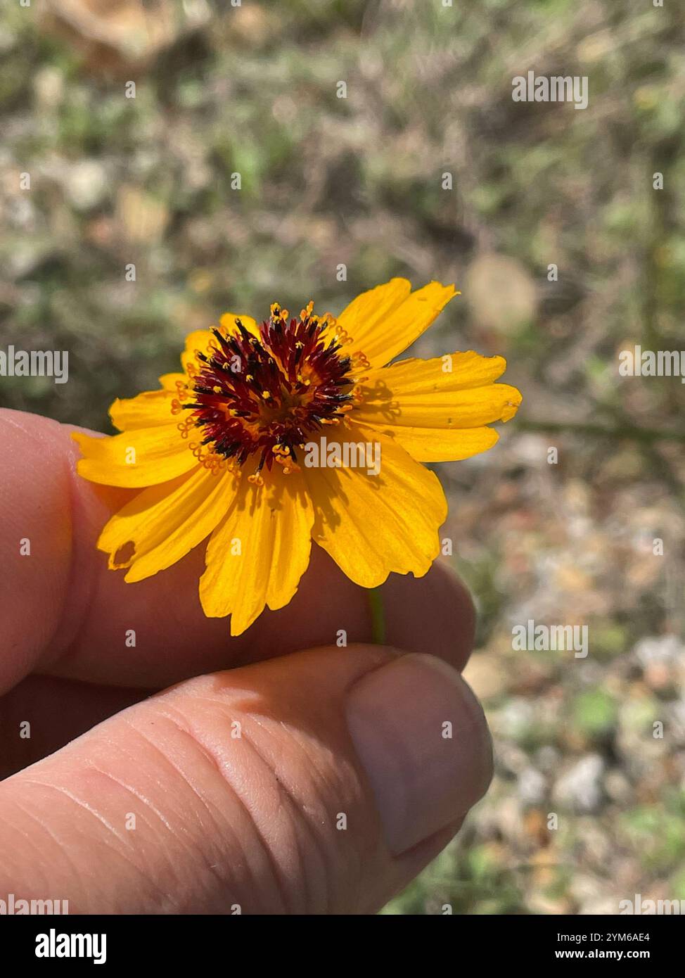 Thelesperma filifolium hi-res stock photography and images - Alamy