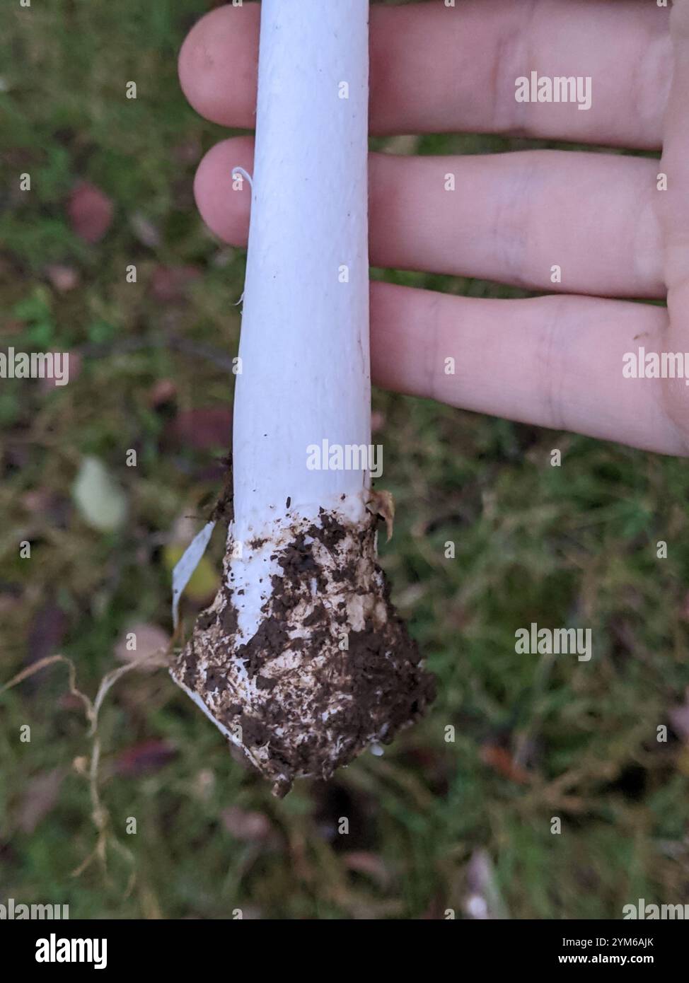 Eastern destroying angel amanita hi-res stock photography and images ...