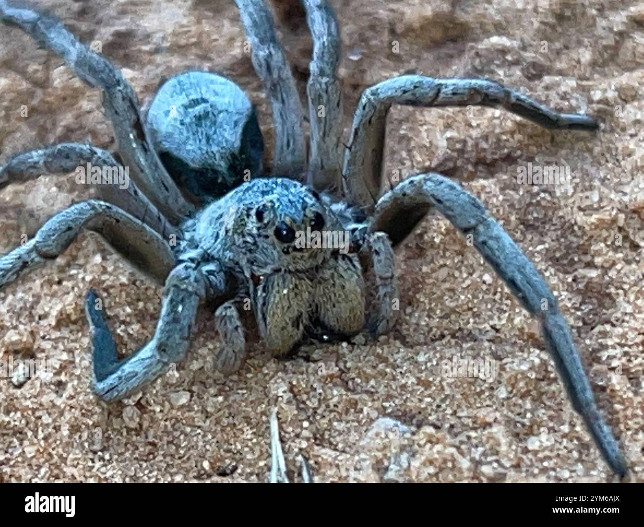 Burrowing Wolf Spiders (Geolycosa Stock Photo - Alamy
