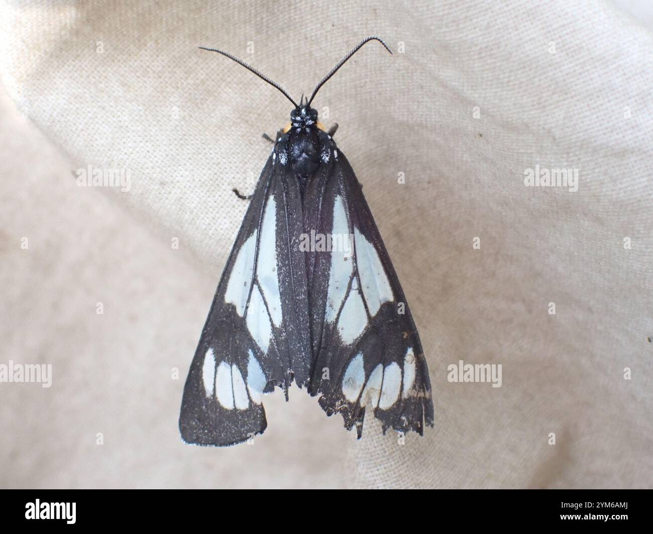 Police Car Moth (Gnophaela vermiculata Stock Photo - Alamy