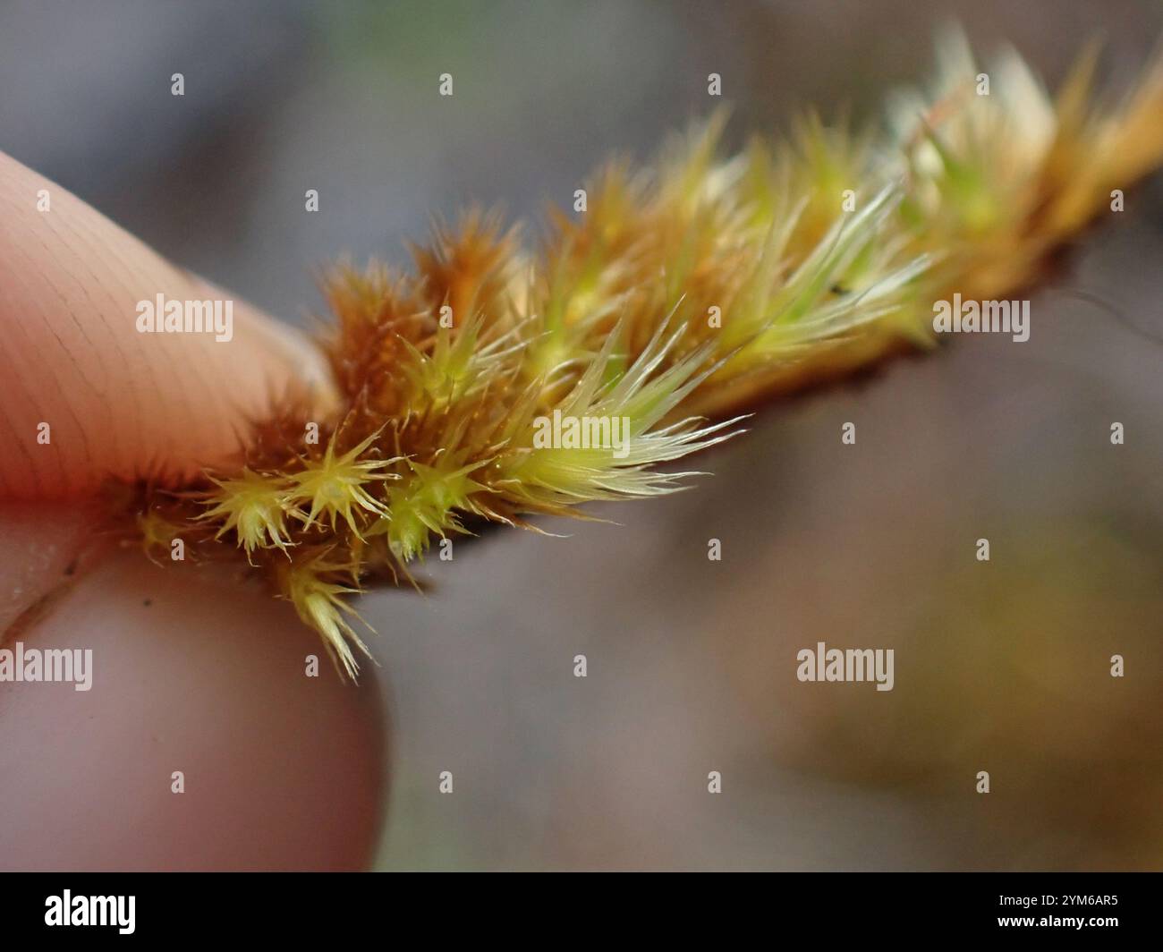 Golden Fuzzy Fen Moss (Tomentypnum nitens Stock Photo - Alamy
