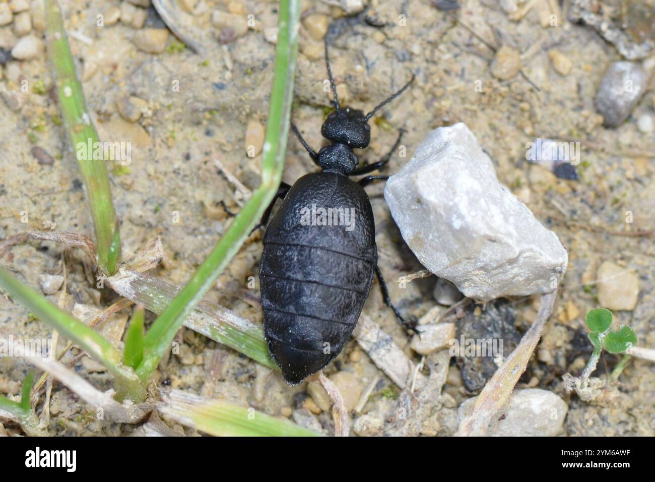 rugged oil beetle (Meloe rugosus Stock Photo - Alamy