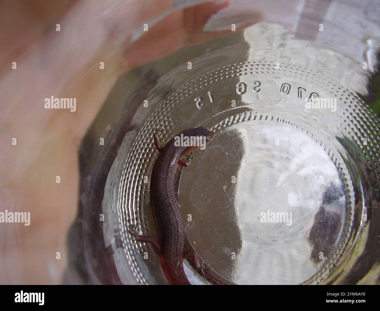 São Tomé Island Leaf-litter Skink (Panaspis thomensis Stock Photo - Alamy