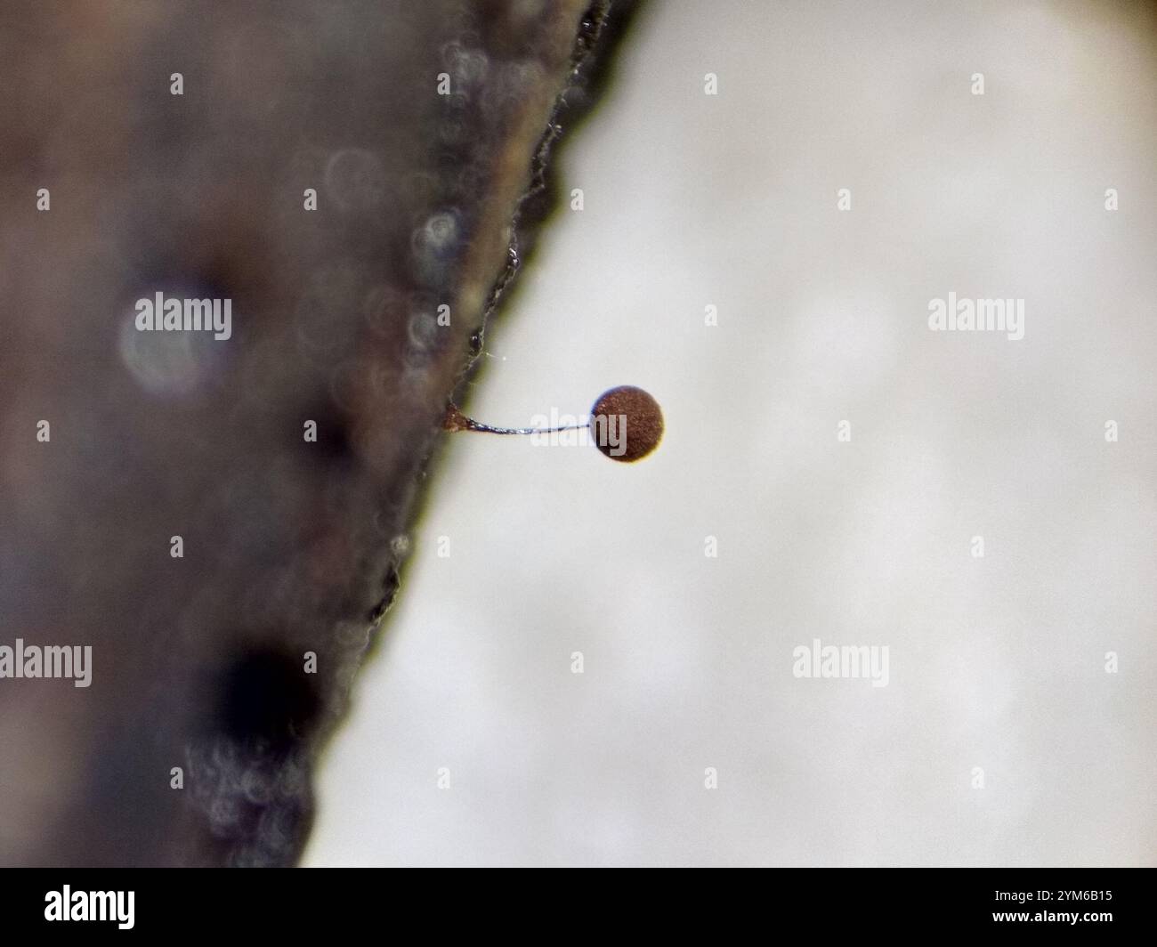Comatricha elegans hi-res stock photography and images - Alamy