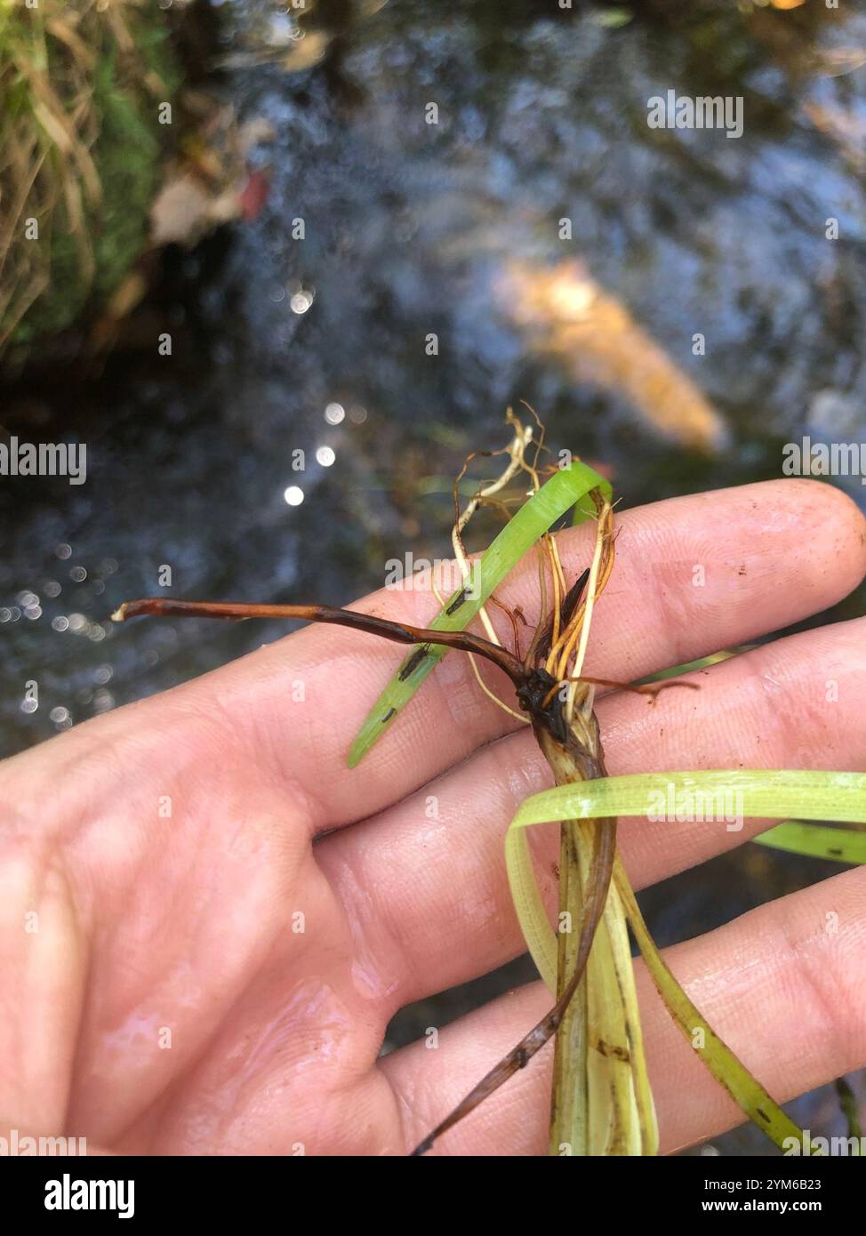 American bur reed hi-res stock photography and images - Alamy