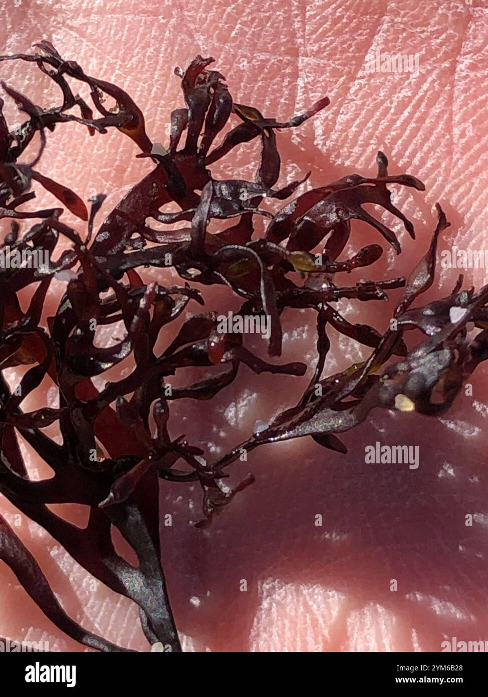 red algae (Rhodophyta Stock Photo - Alamy