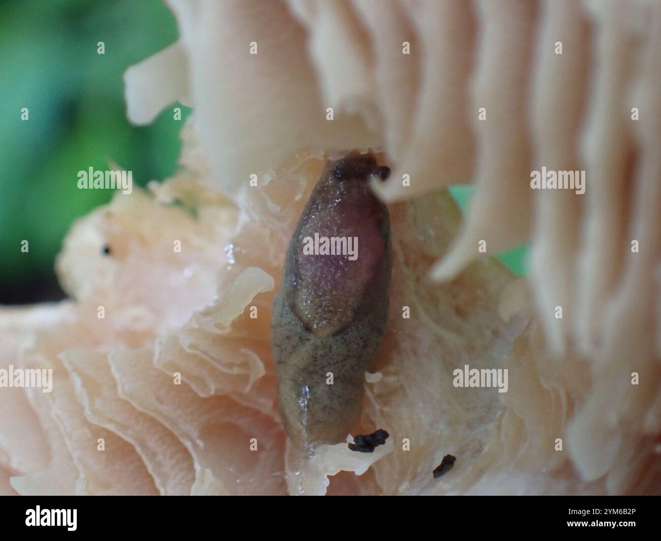 Taildropper Slugs (Prophysaon Stock Photo - Alamy