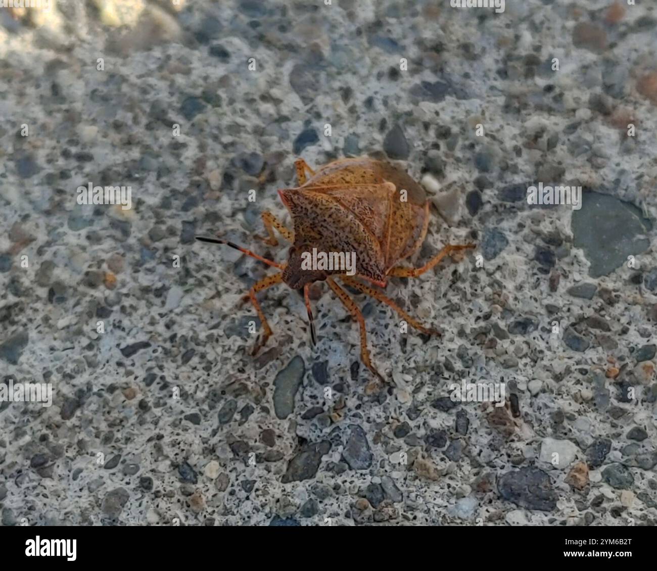 Brown stink bugs euschistus hi-res stock photography and images - Alamy