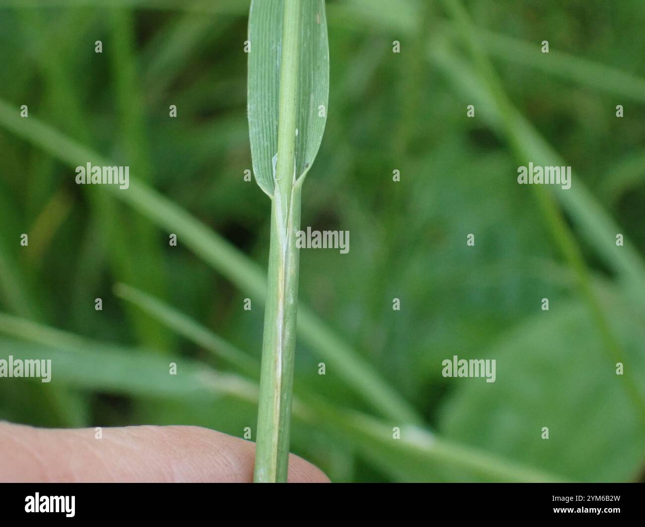 American slough grass hi-res stock photography and images - Alamy