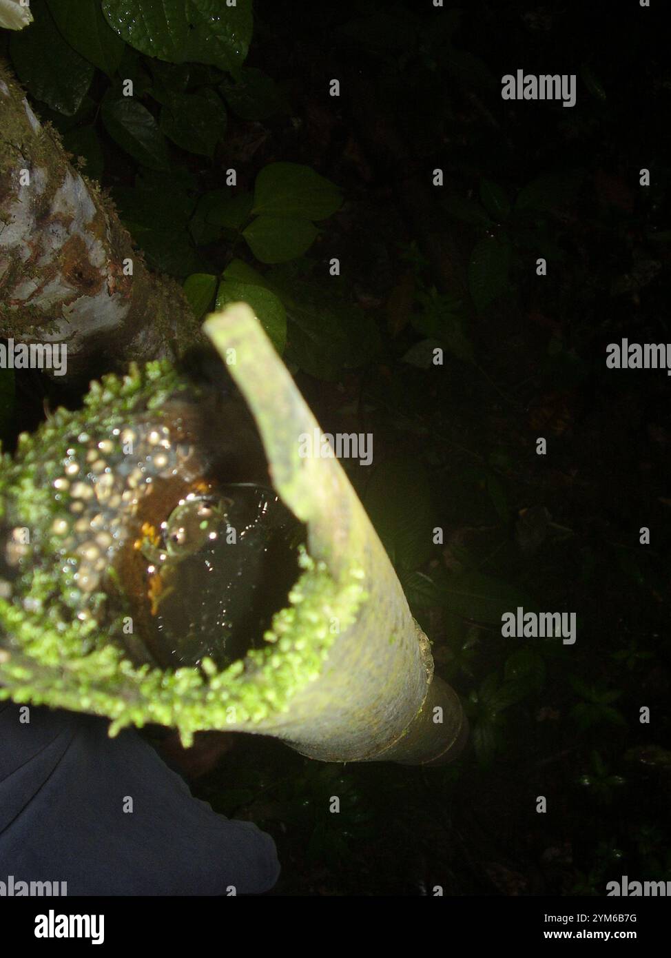 São Tomé Giant Treefrog (Hyperolius thomensis Stock Photo - Alamy