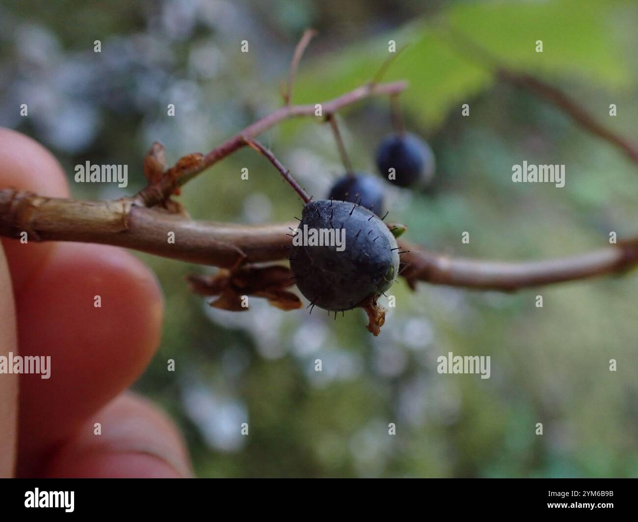 currants and gooseberries (Ribes Stock Photo - Alamy
