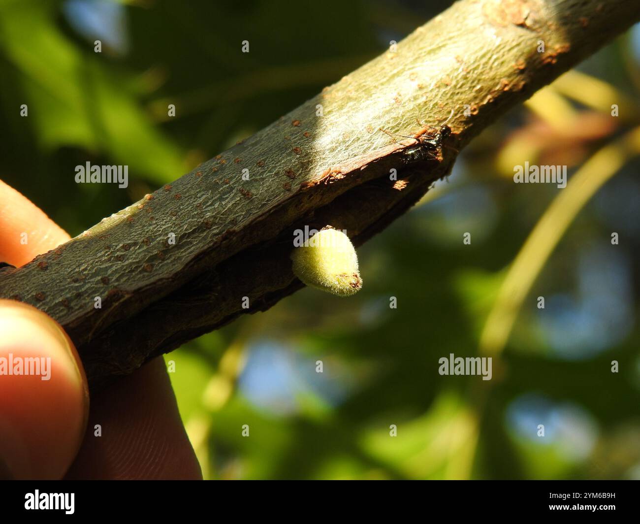 Oak Rough Bulletgall Wasp (Disholcaspis quercusmamma Stock Photo - Alamy