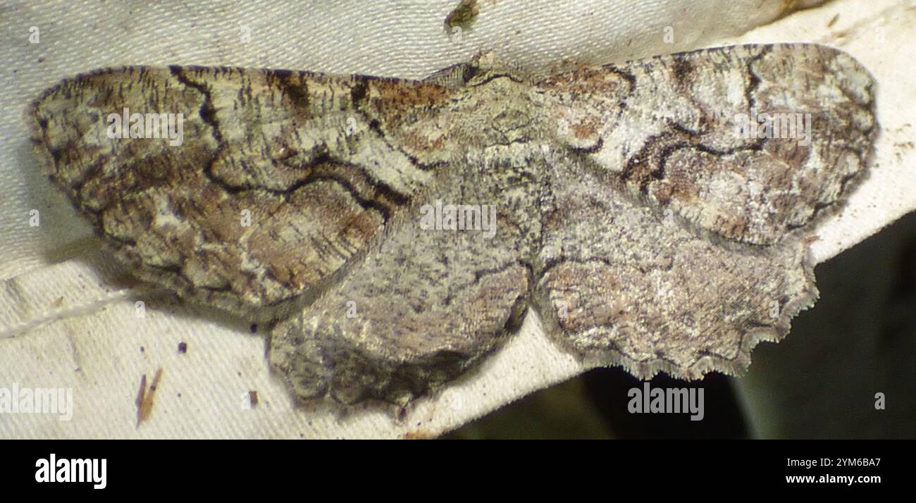 Giant Gray Moth (Cymatophora approximaria Stock Photo - Alamy