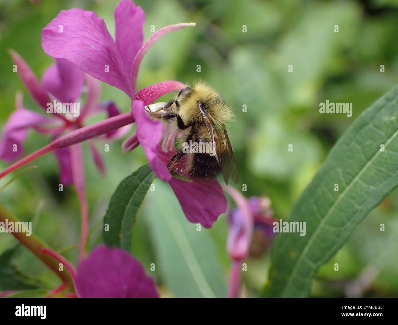 Half-black Bumble Bee (Bombus vagans Stock Photo - Alamy