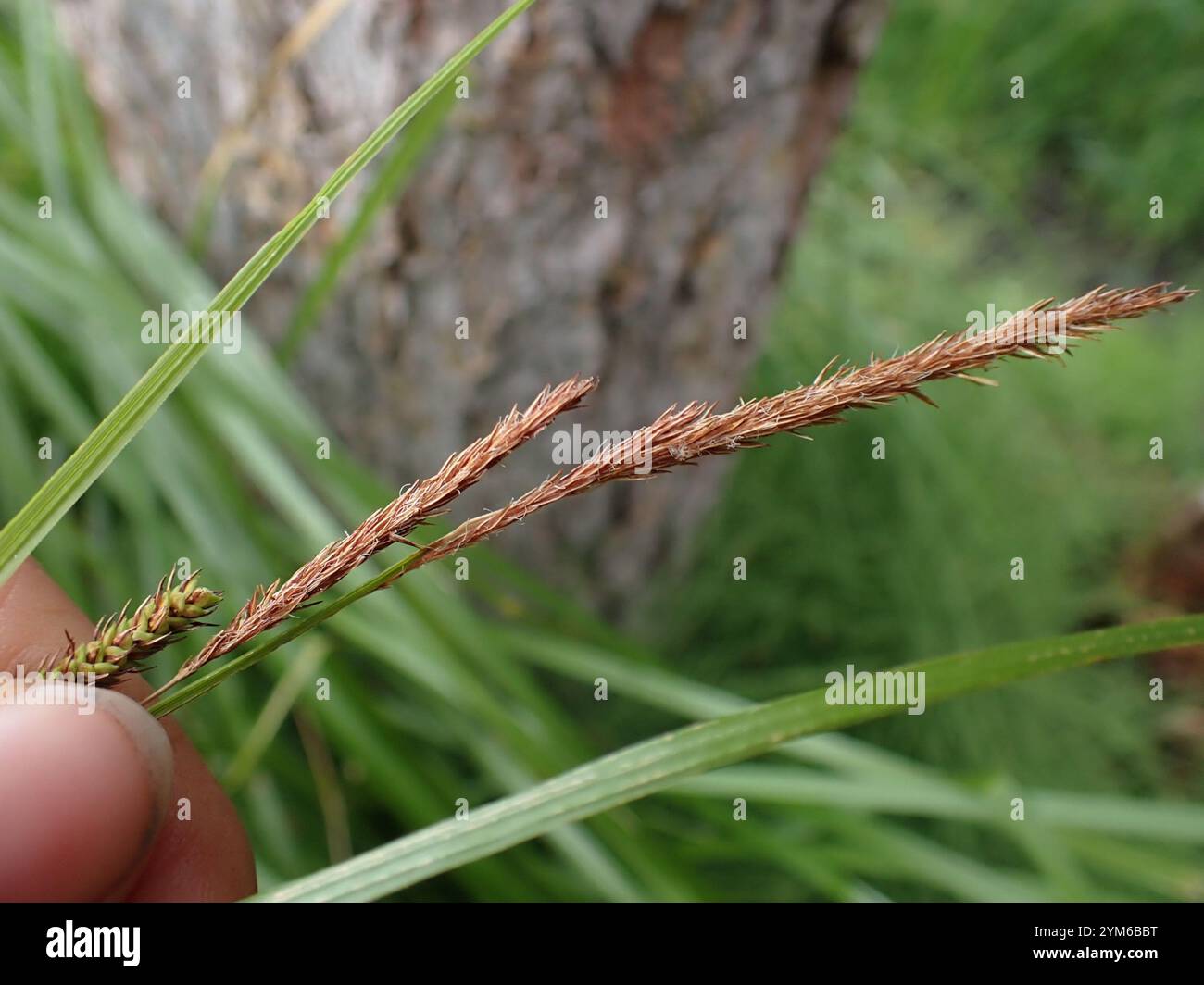 true sedges (Carex Stock Photo - Alamy