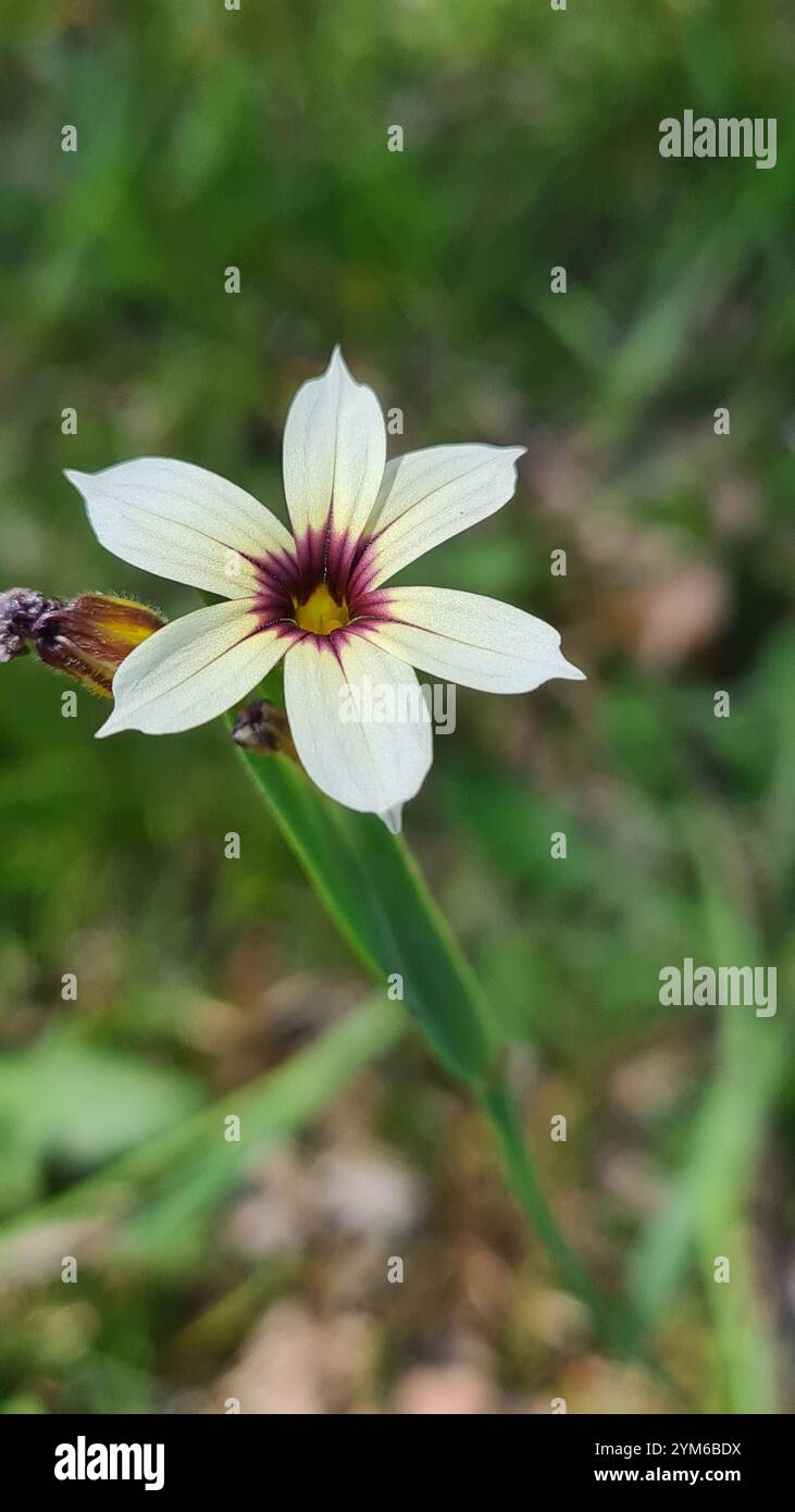 Pigroot hi-res stock photography and images - Alamy