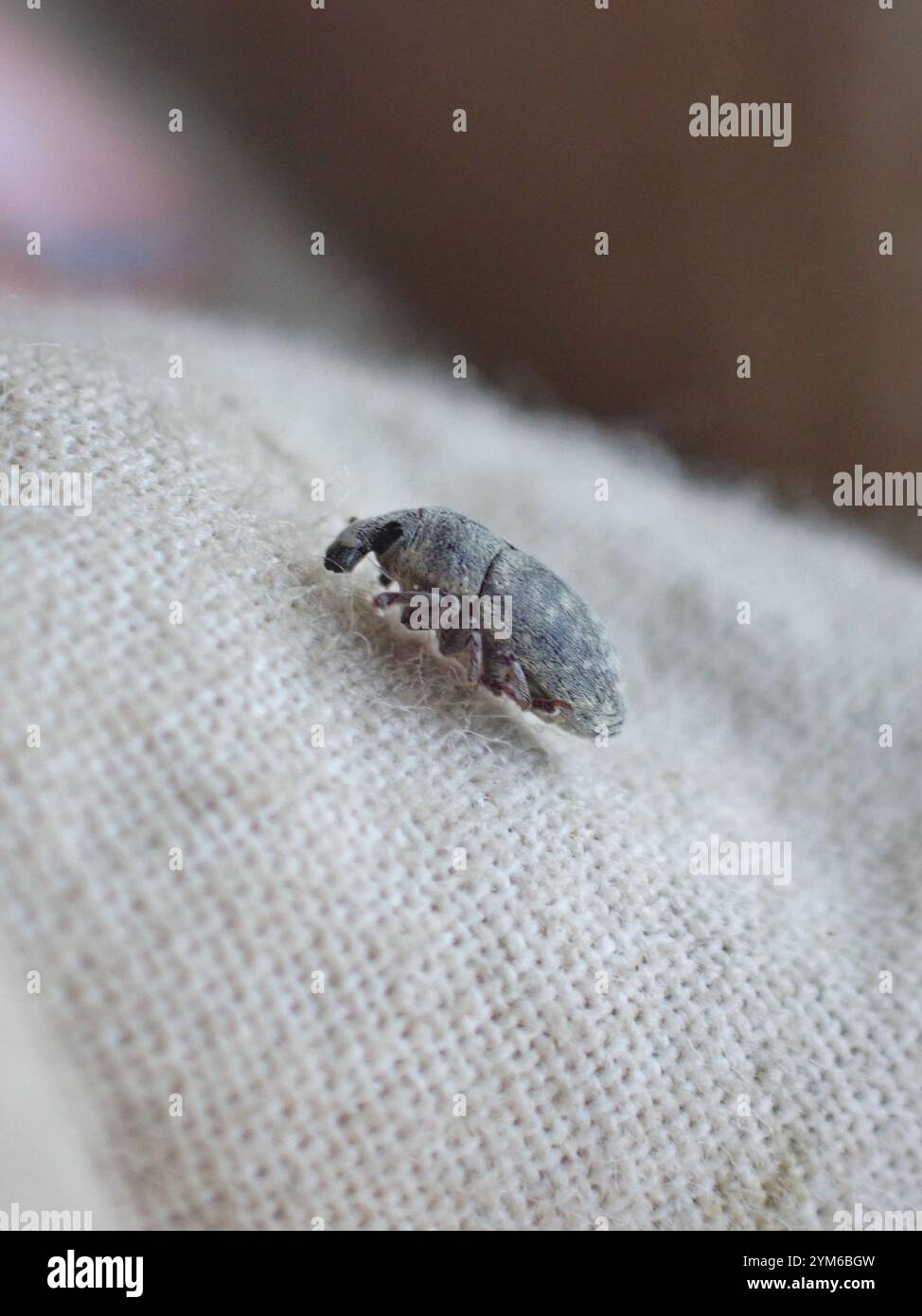Lesser knapweed flower weevil hi-res stock photography and images - Alamy