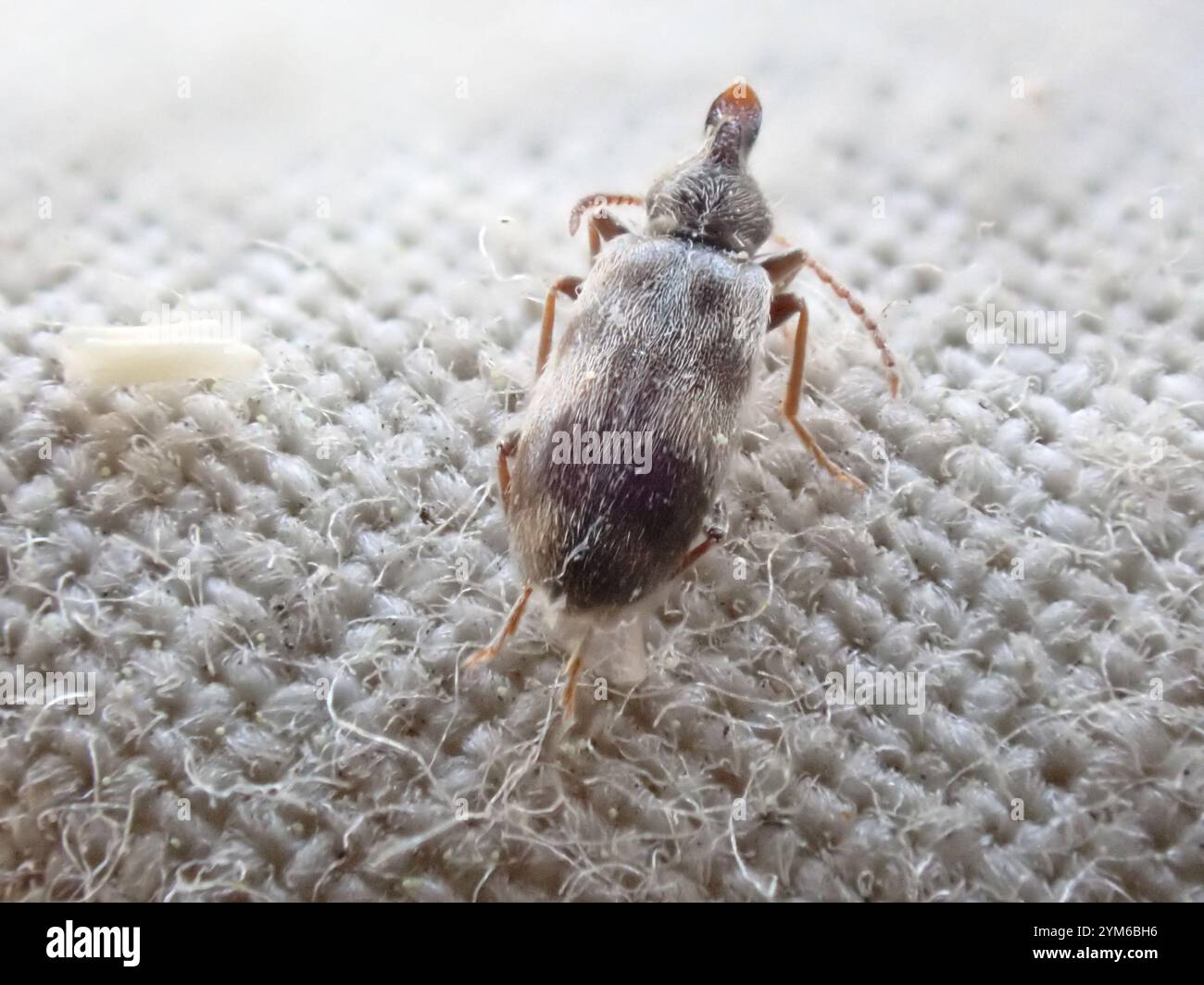 Monoceros beetles hi-res stock photography and images - Alamy